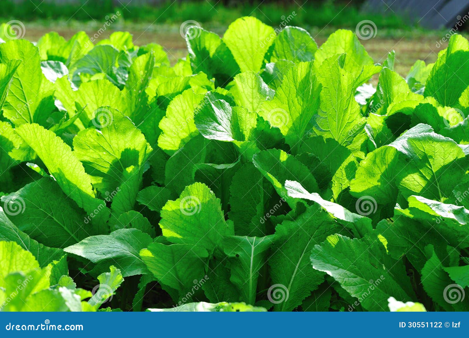 Green choysum stock photo. Image of plant, choysum, fresh - 30551122
