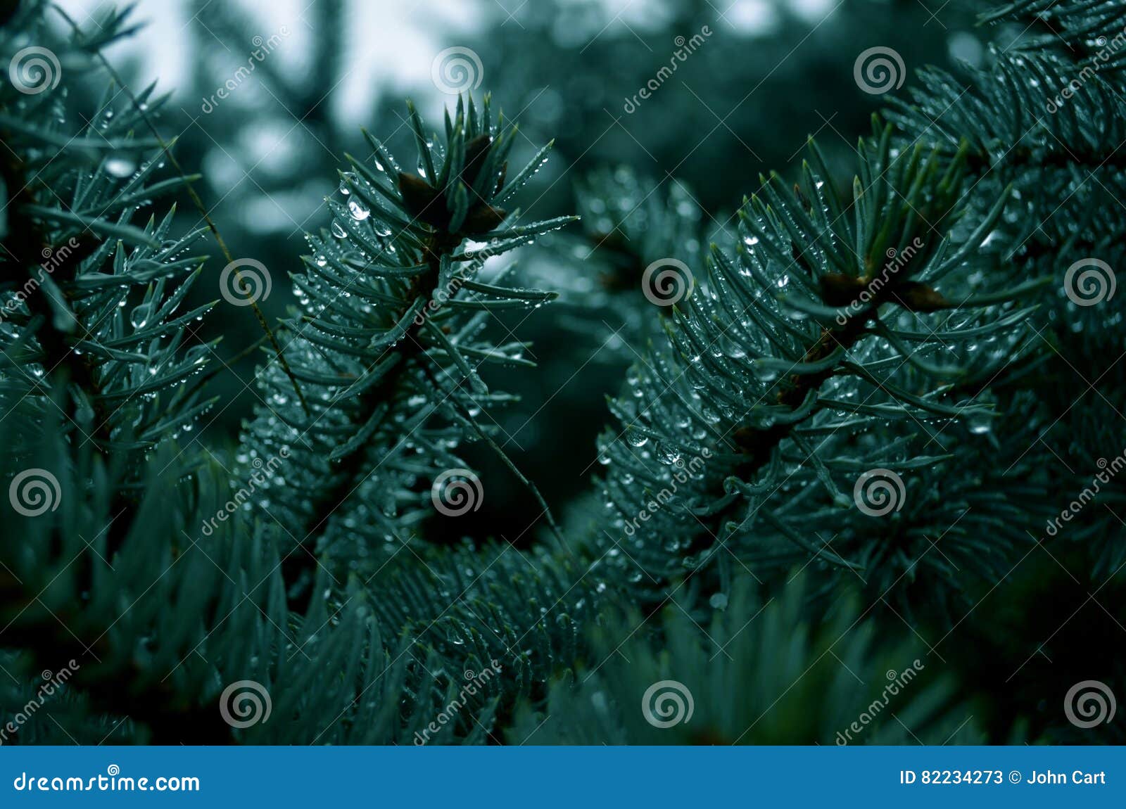 Green Christmas tree stock image. Image of close, rainy - 82234273