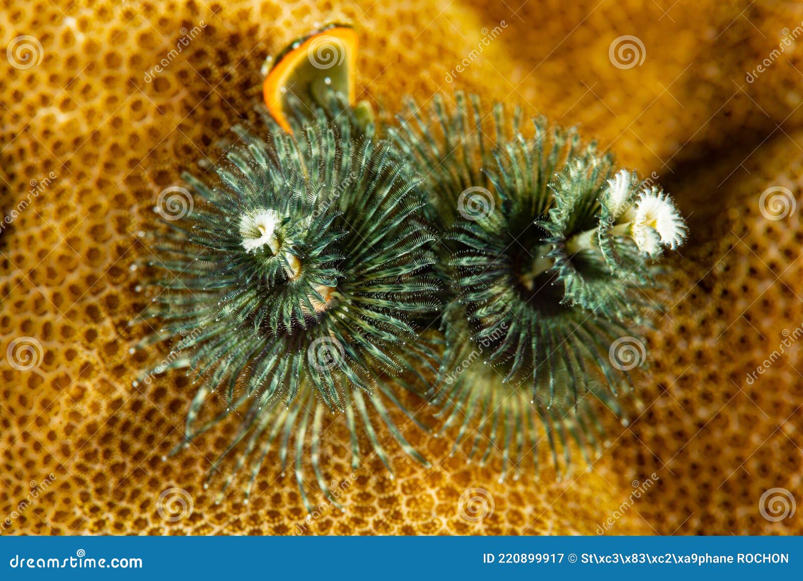 Green Christmas Tree Worms on Coral Reef Stock Image - Image of ...