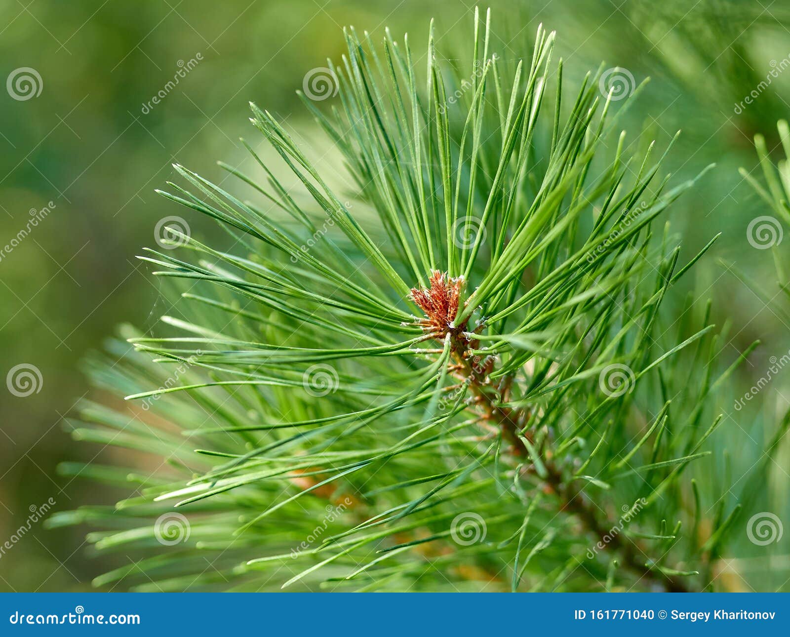 Green Christmas Trees in the Forest Stock Photo - Image of coniferous ...