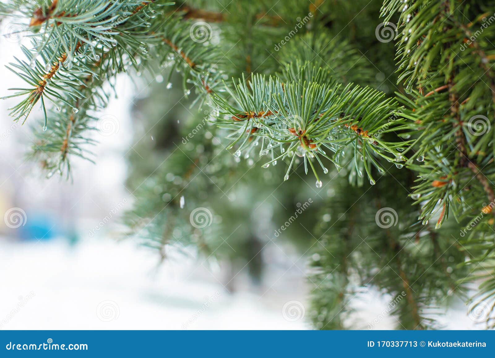 Green Christmas Trees in a Winter Park Covered with Snow Stock Image ...