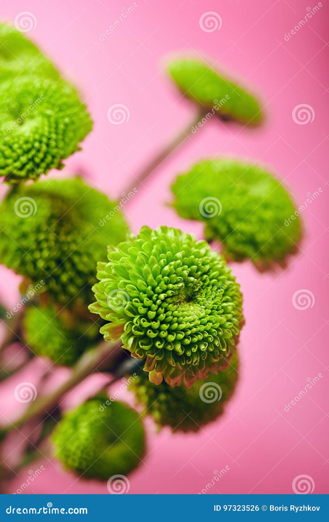 Green Chrysanthemum Flower stock photo. Image of gift - 97323526