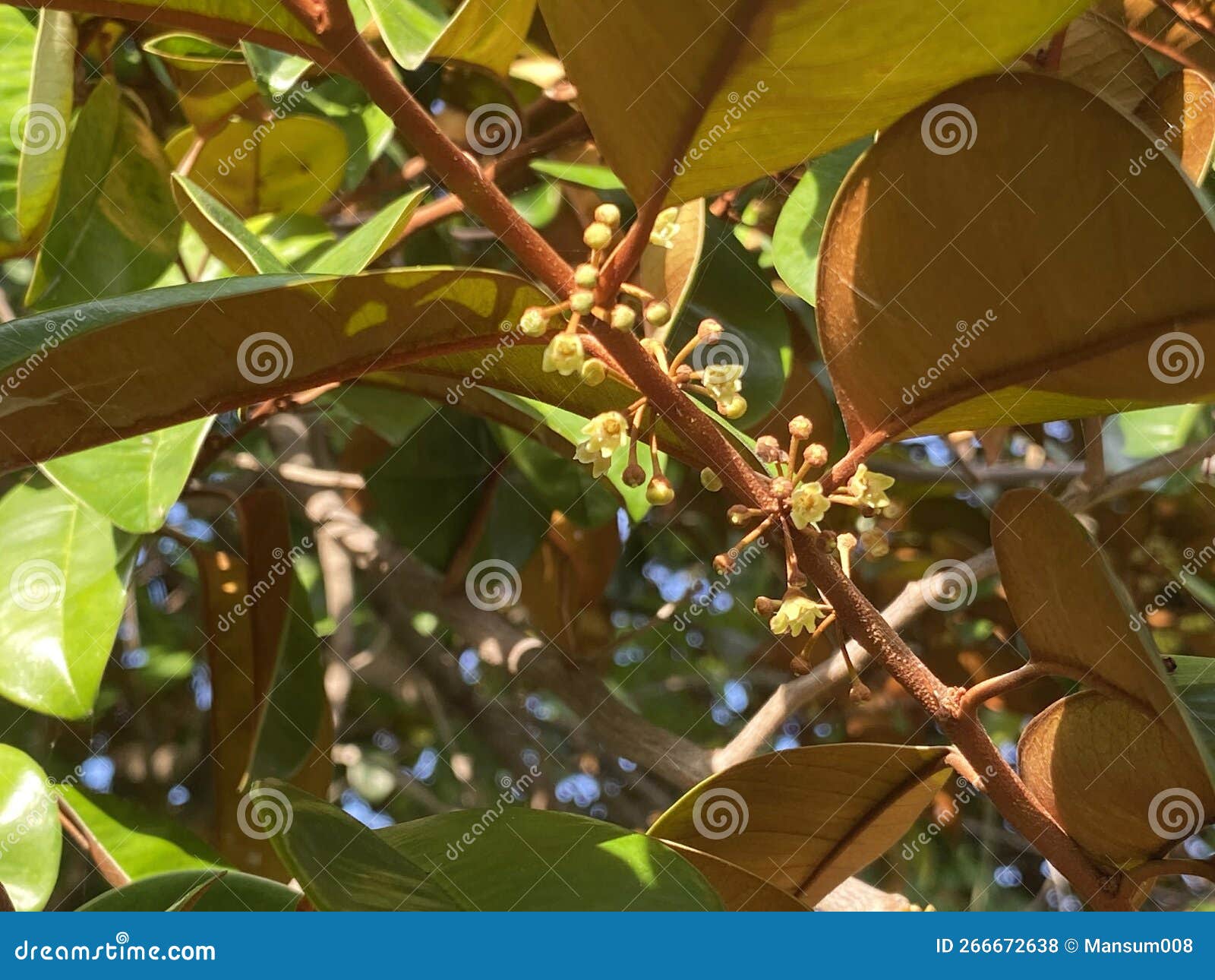 Green Chrysophyllum Cainito Leaves of a Tree Stock Photo - Image of ...