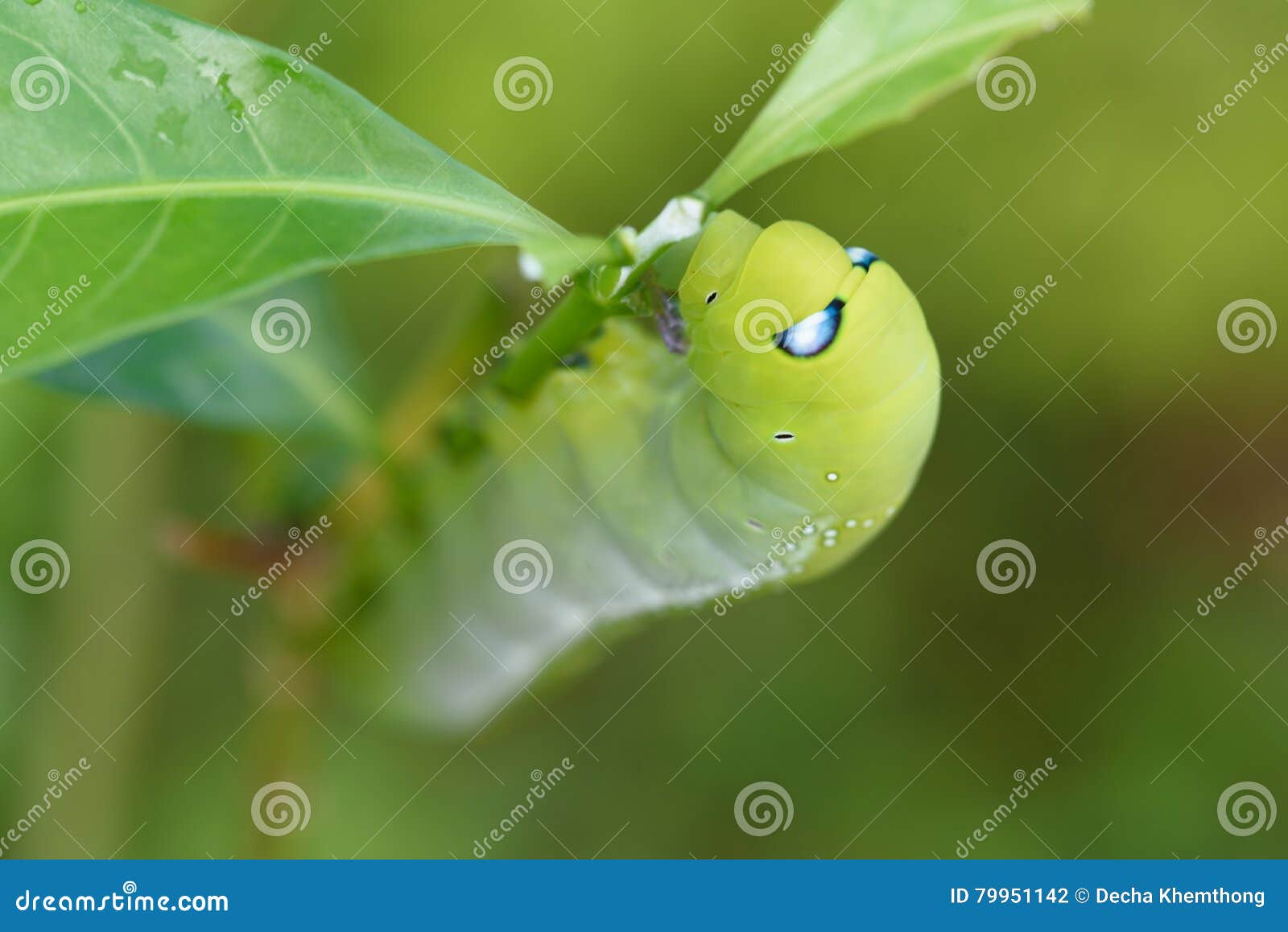 Green chubby worm stock photo. Image of beauty, environment - 79951142