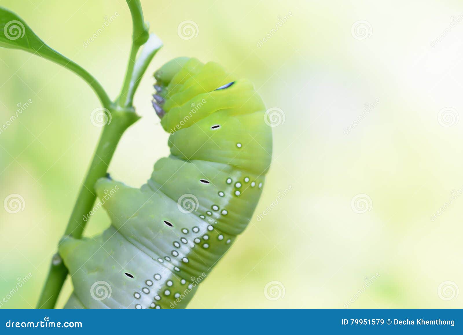 Green chubby worm stock image. Image of environment, butterfly - 79951579