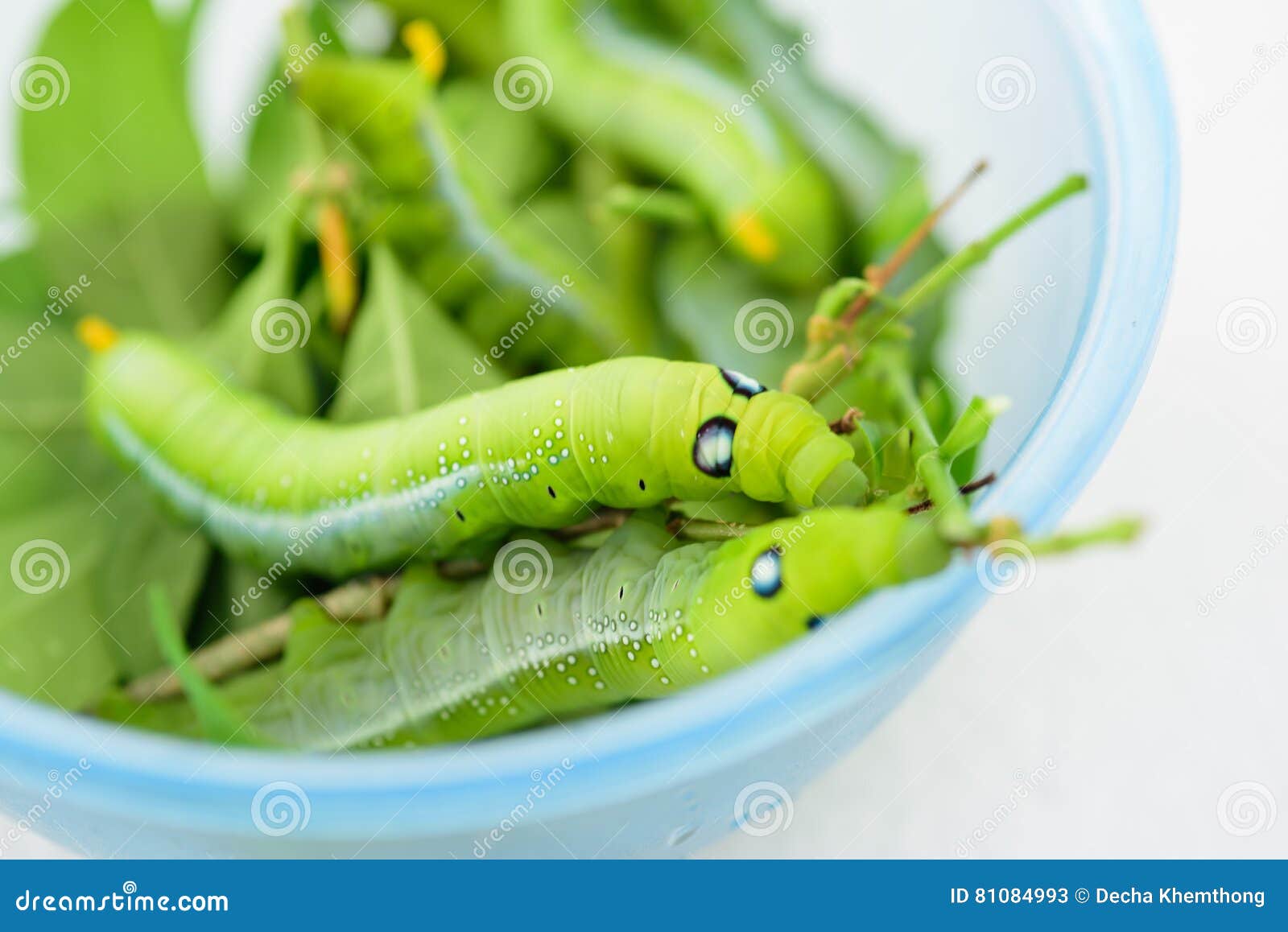 Green chubby worm stock image. Image of color, plant - 81084993