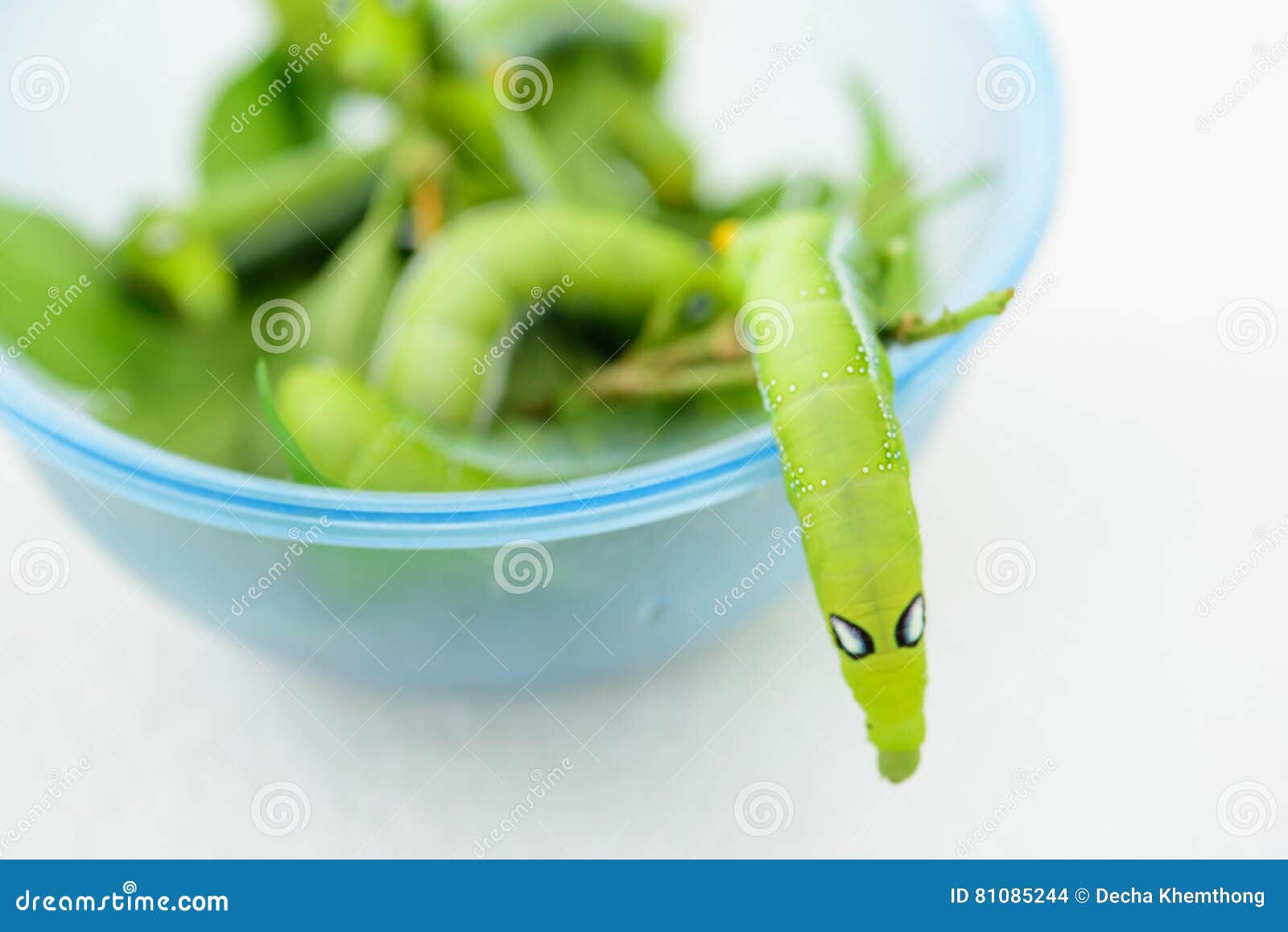 Green chubby worm stock photo. Image of insect, leaf - 81085244