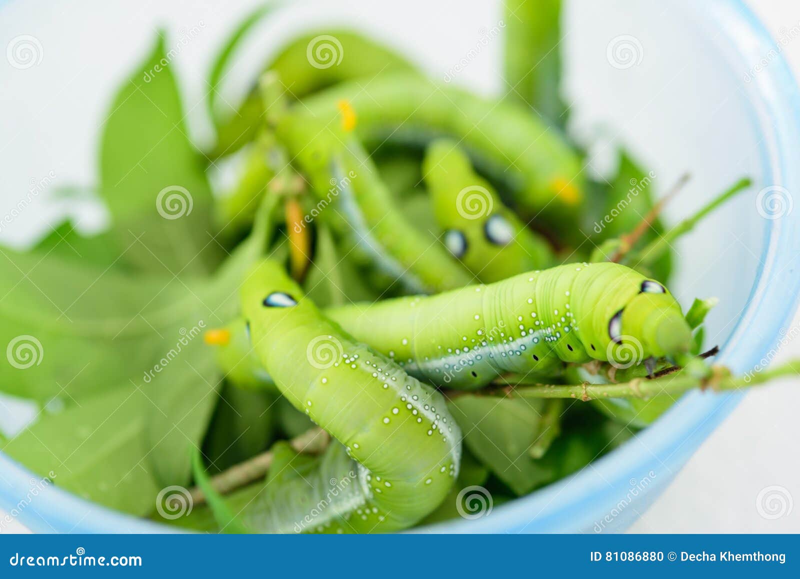 Green chubby worm stock photo. Image of full, colorful - 81086880