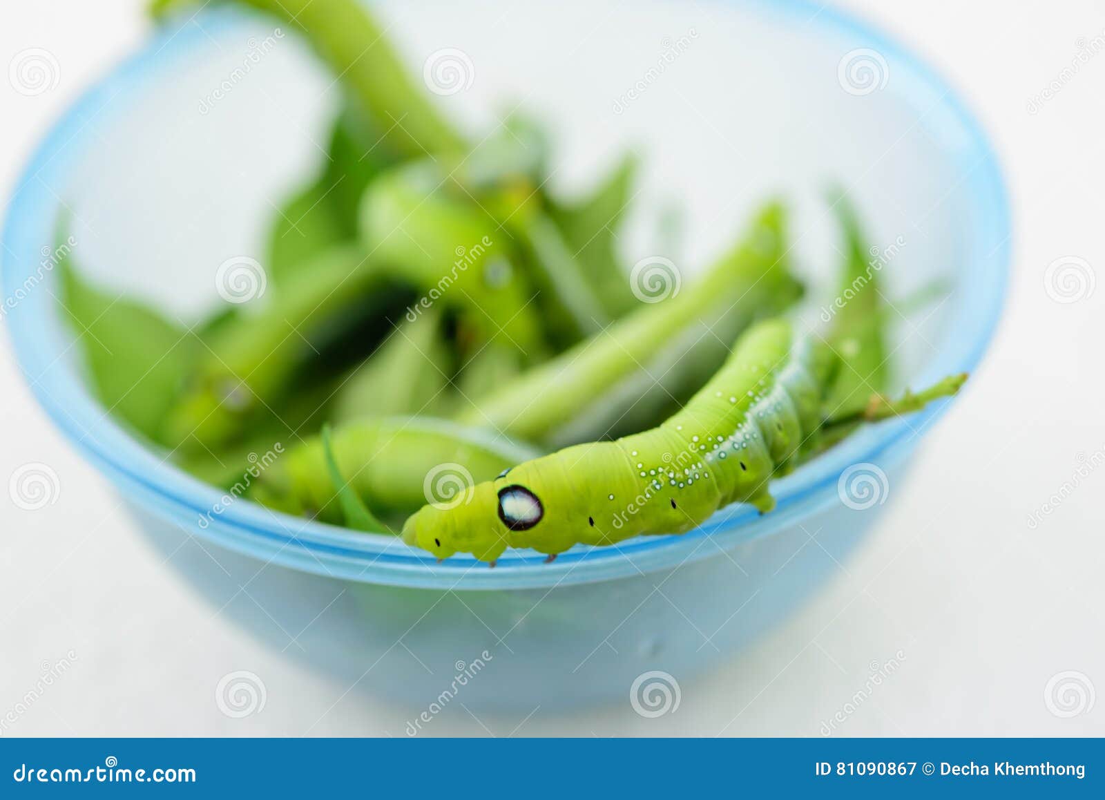Green chubby worm stock image. Image of pest, larva, caterpillar - 81090867