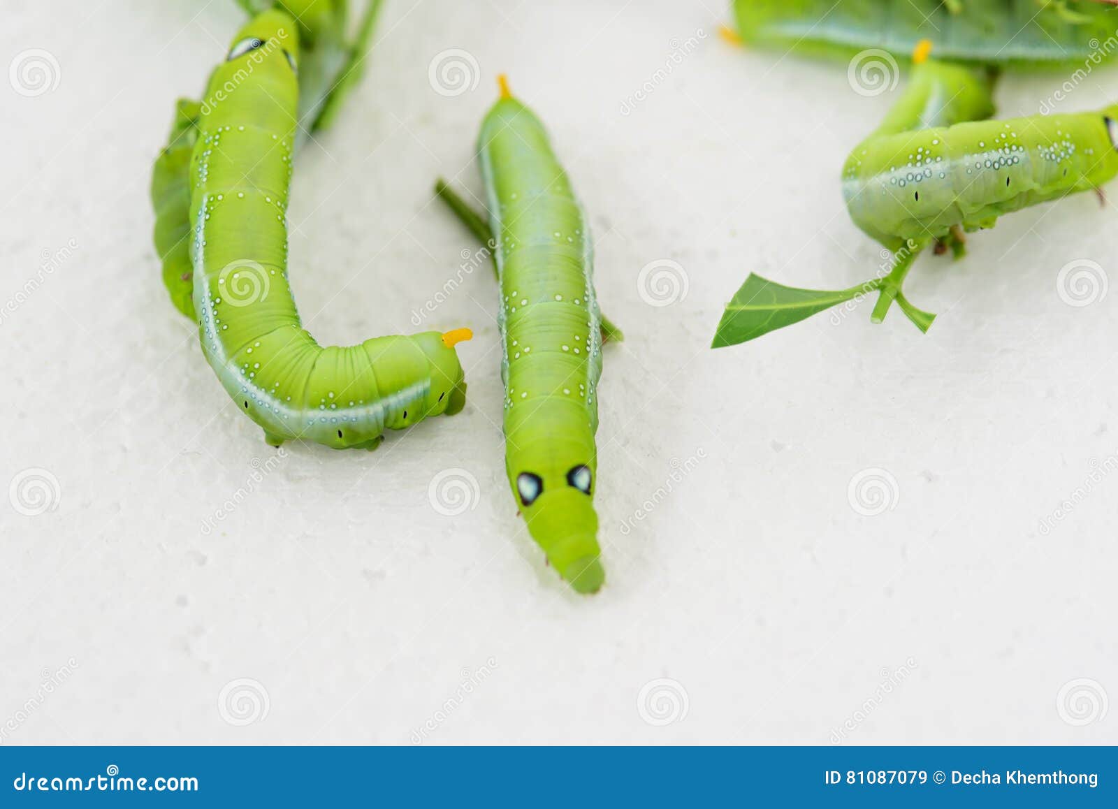 Green chubby worm stock image. Image of small, leave - 81087079