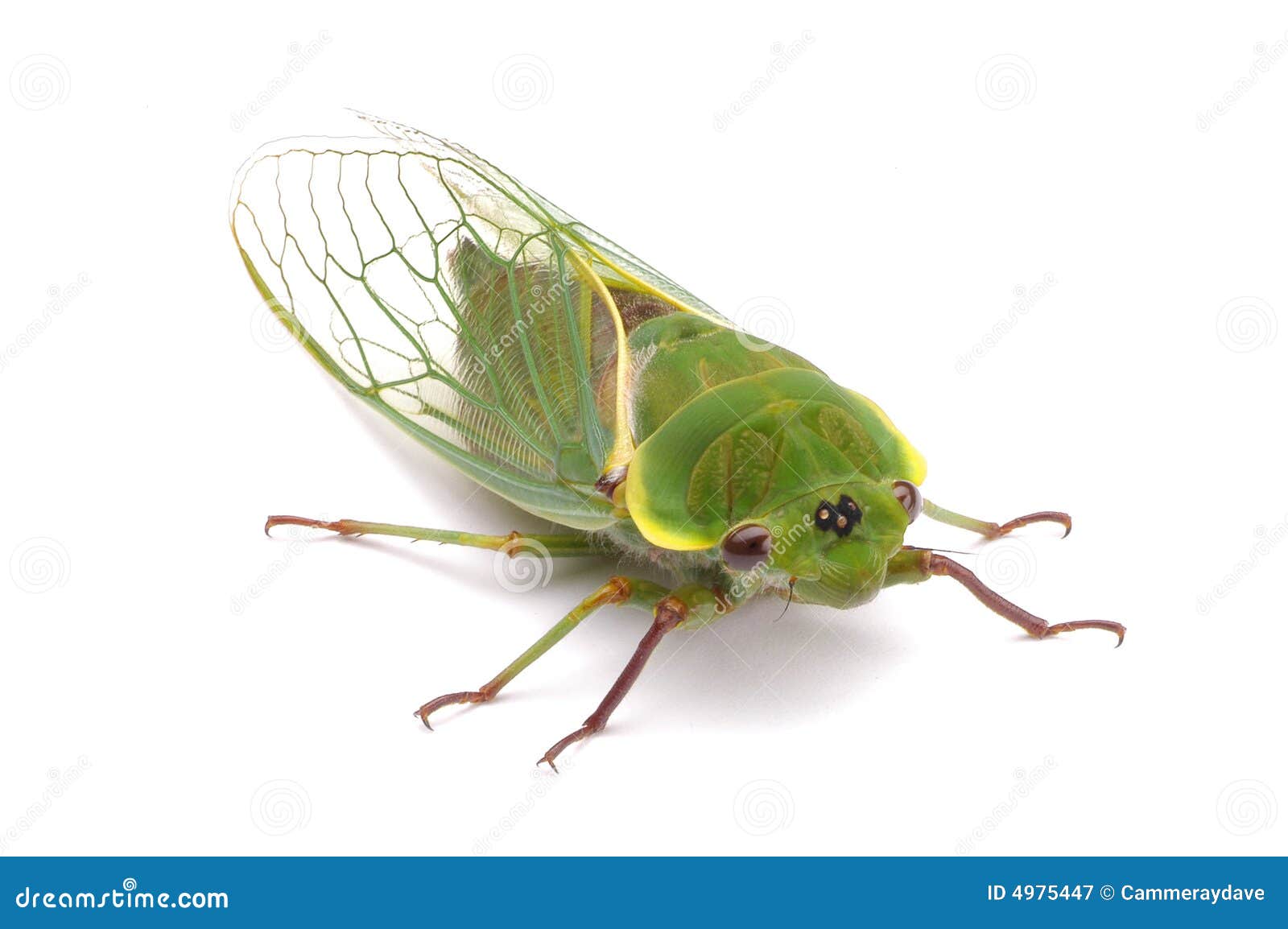 Green Cicada stock image. Image of isolated, winged, white - 4975447