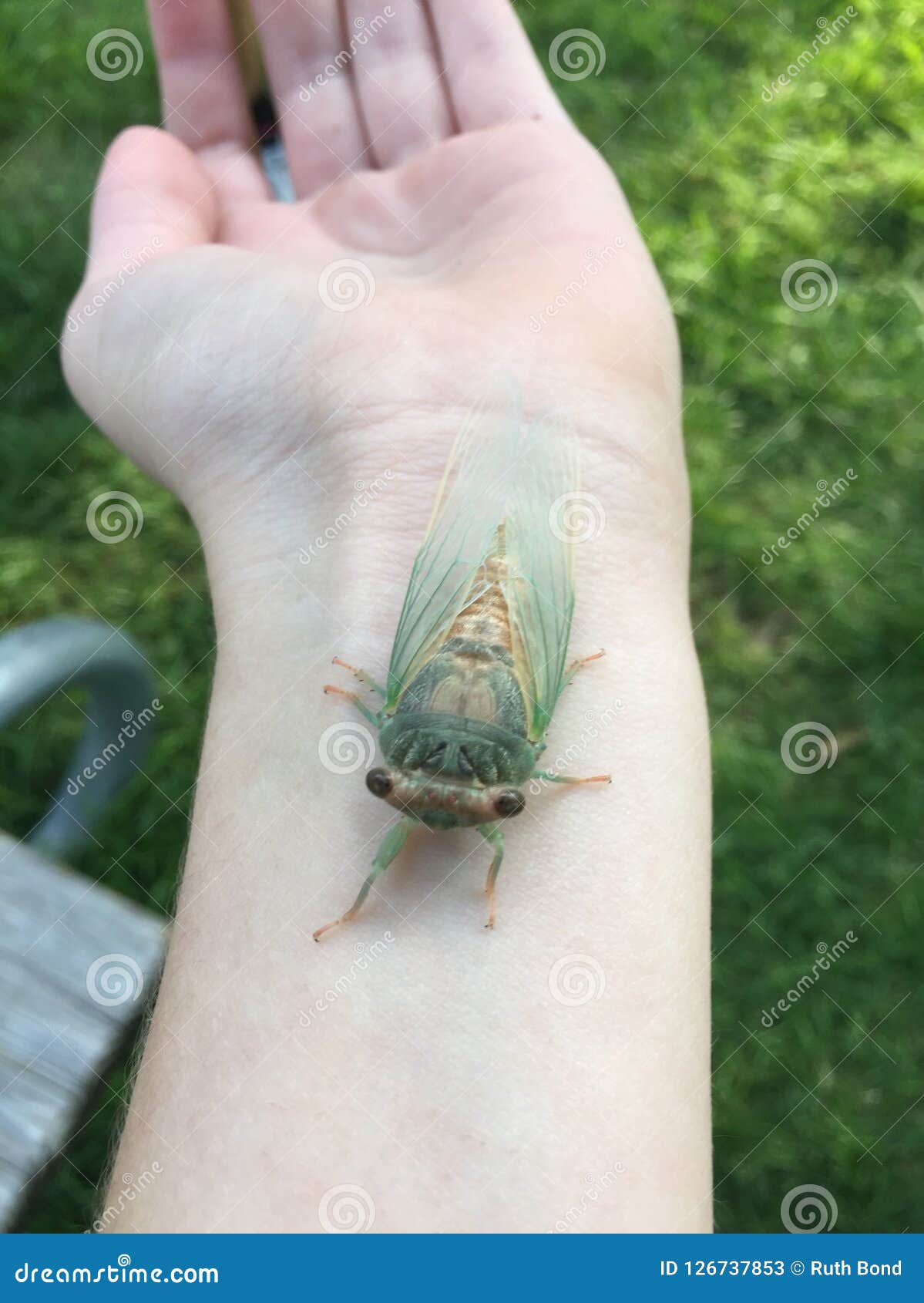 Green cicada stock image. Image of hand, cicada, green - 126737853