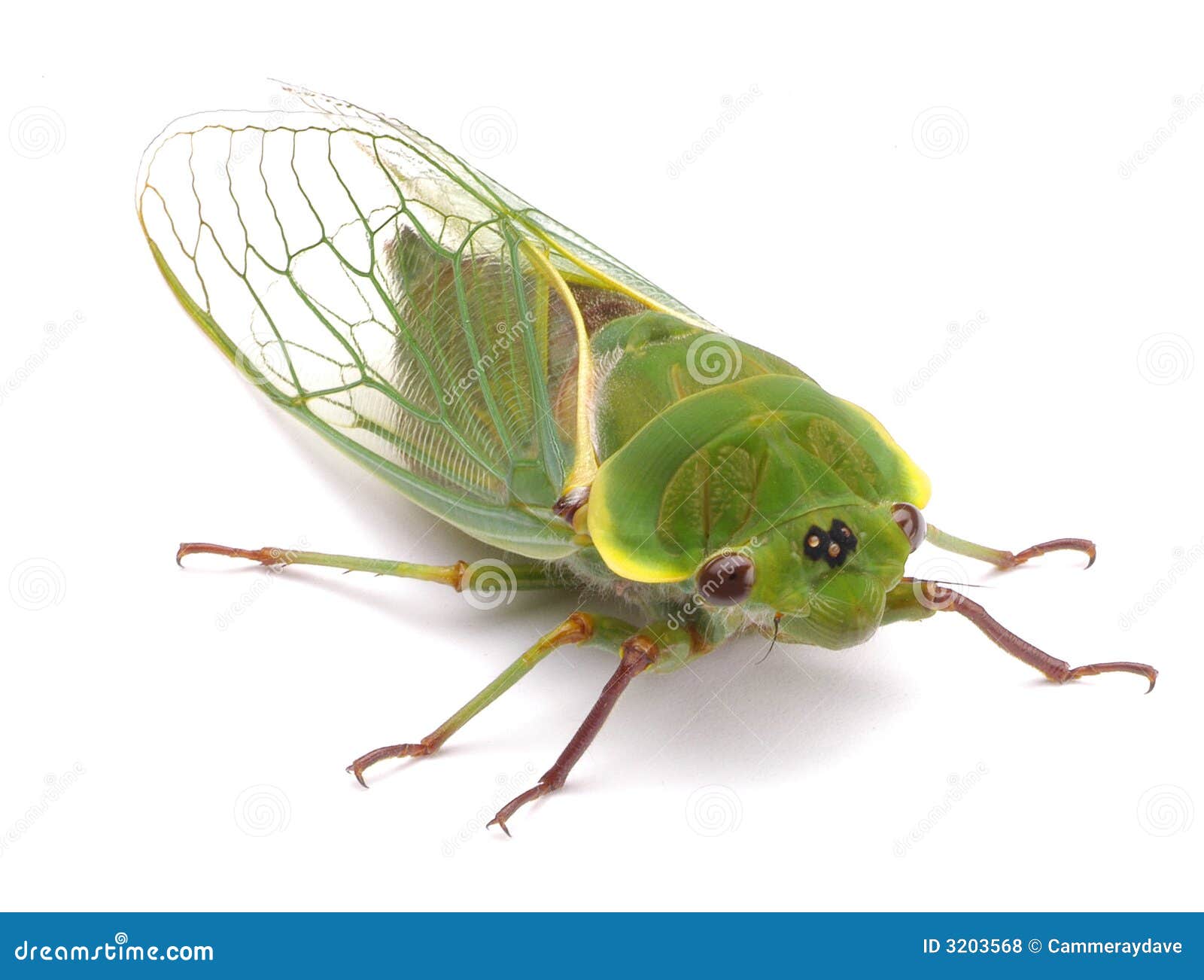 Cicada Royalty-Free Stock Photo | CartoonDealer.com #46622805