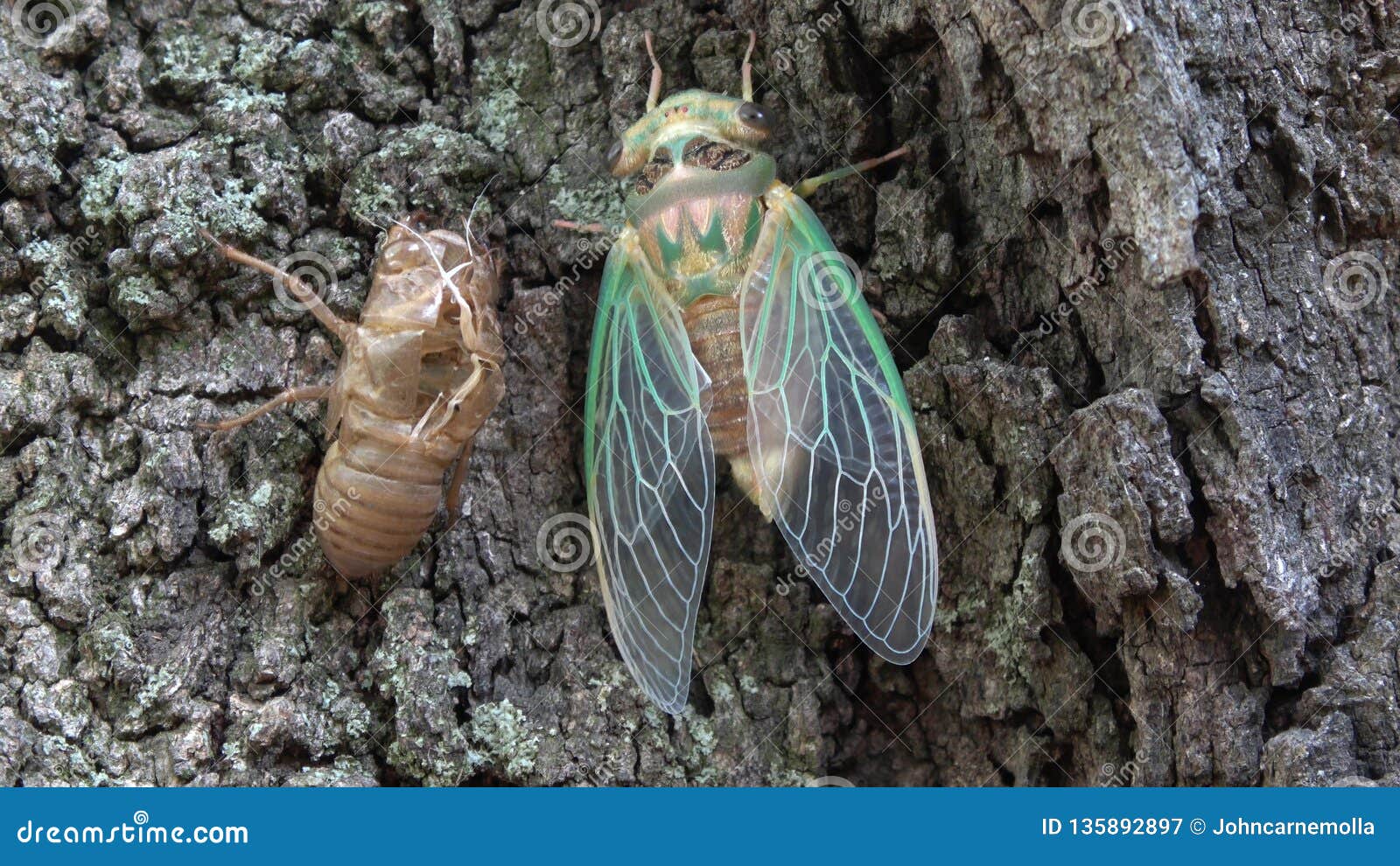 Green Cicada Emerging From Shed Skin Near Gutter Downspout Stock Image ...