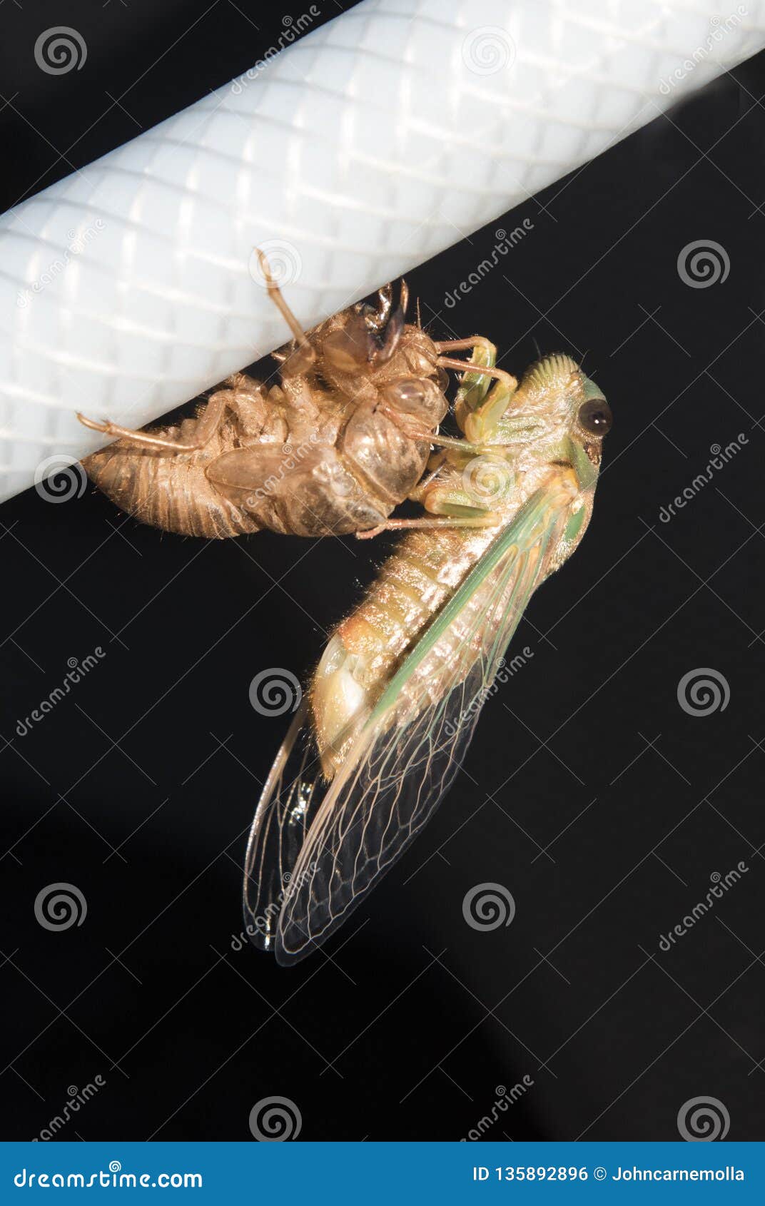 Green cicada stock photo. Image of insect, birth, nature - 135892896