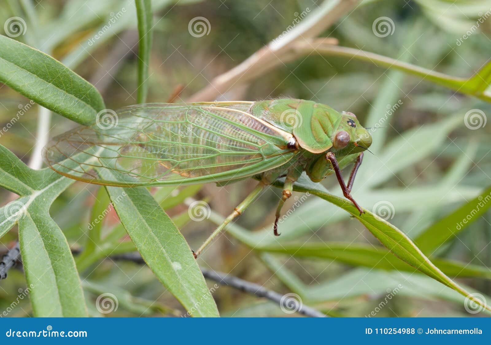 Green cicada stock photo. Image of tree, nature, hopper - 110254988