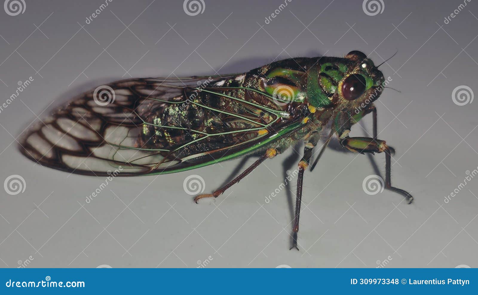 Green Cicada Isolated on Faded White Stock Illustration - Illustration ...