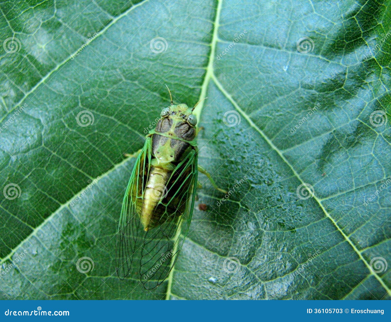Green cicada stock image. Image of happy, rest, cicada - 36105703