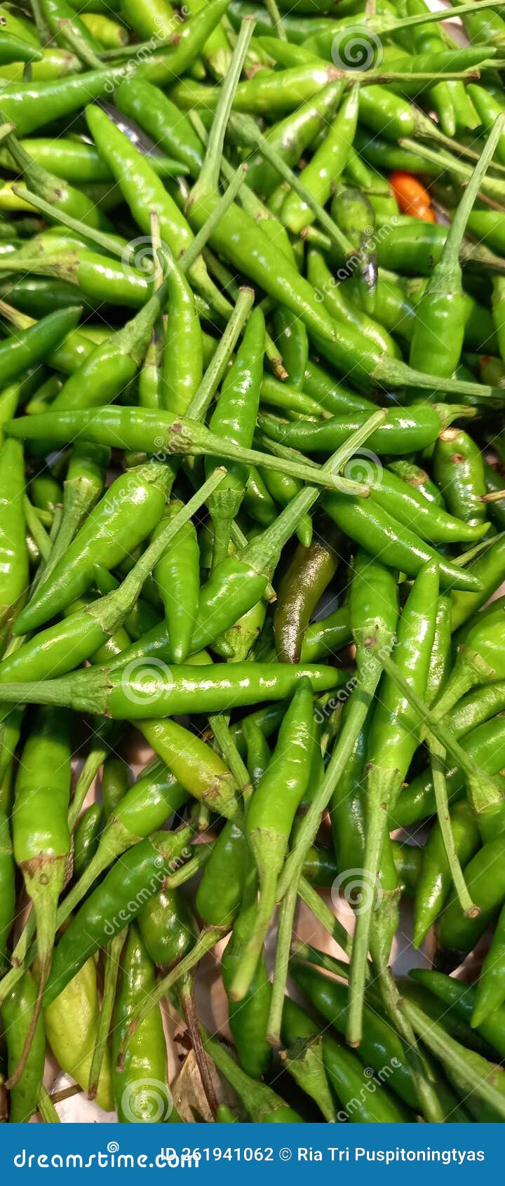 Green cilli stock photo. Image of crop, produce, cilli - 261941062