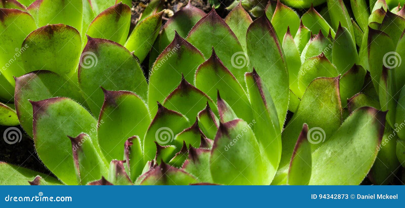 Green Circular Plant Pattern Stock Image - Image of chicks, garden ...