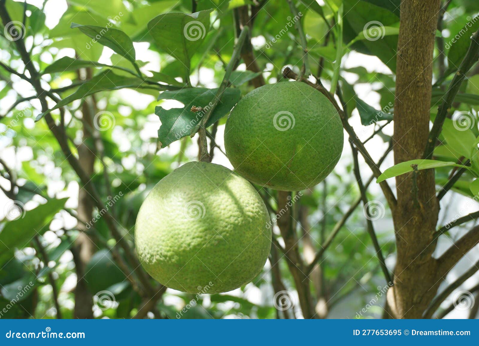 Green Citrus Fruit on a Lush Tree Stock Image - Image of plant ...