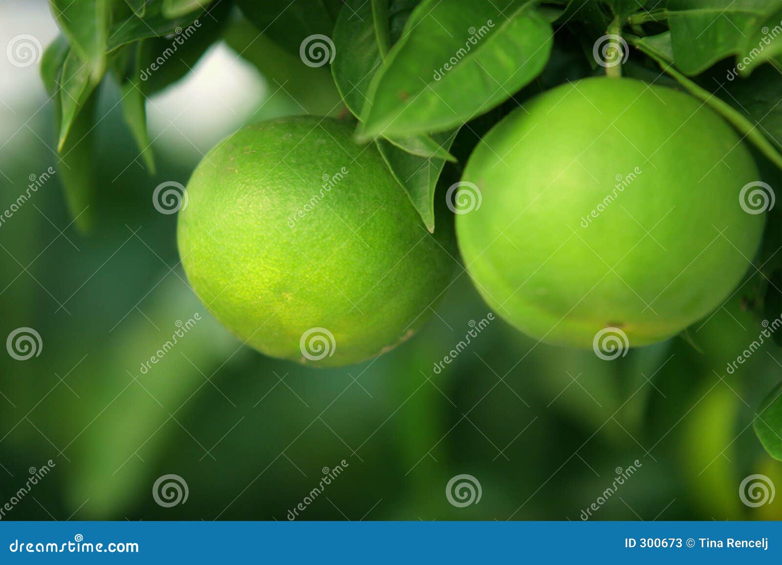 Green Citrus Fruits stock image. Image of color, juicy - 300673