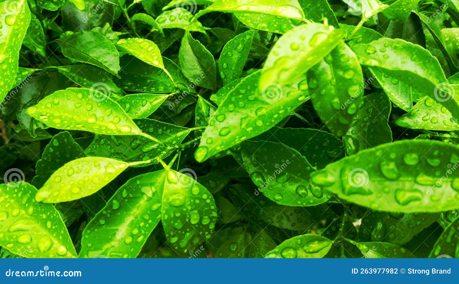 Green Citrus Leaf Background with Raindrops Stock Photo - Image of ...