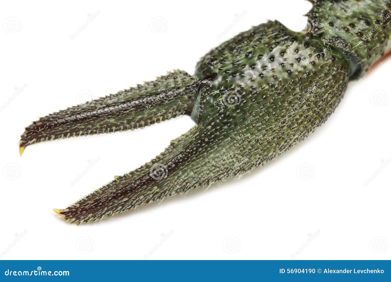 Green claw cancer stock photo. Image of background, food - 56904190