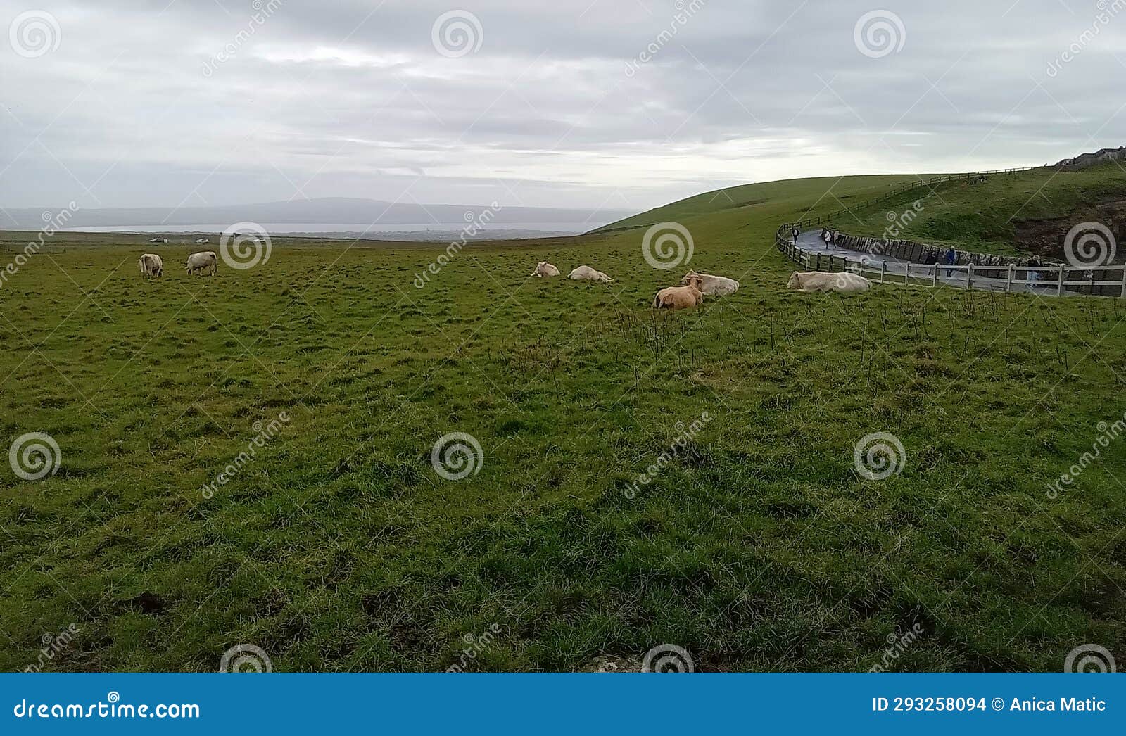 Herds of Beautiful Cows on the Cliffs of Moher Stock Photo - Image of ...