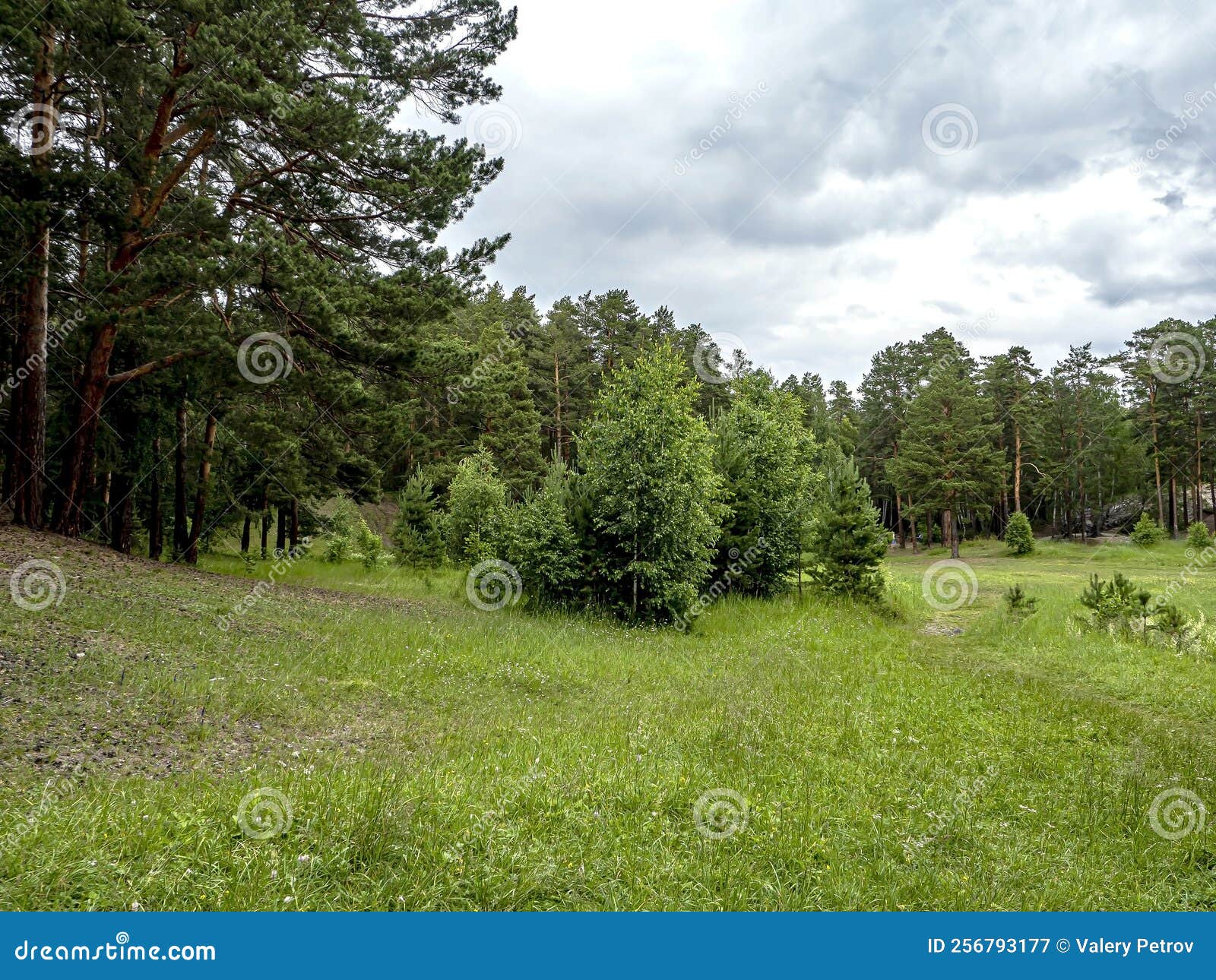 Green Clean Large Forest Clearing in Summer Stock Image - Image of ...