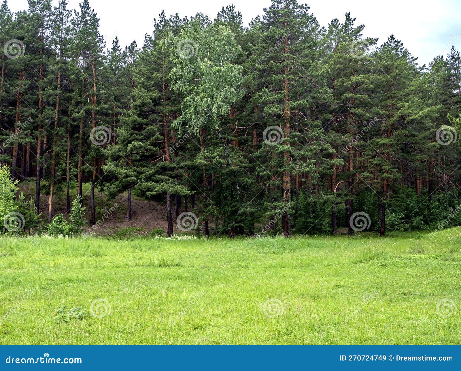 Large Forest Wasp Walking On The Ground. Vespa Crabro A Dangerous ...