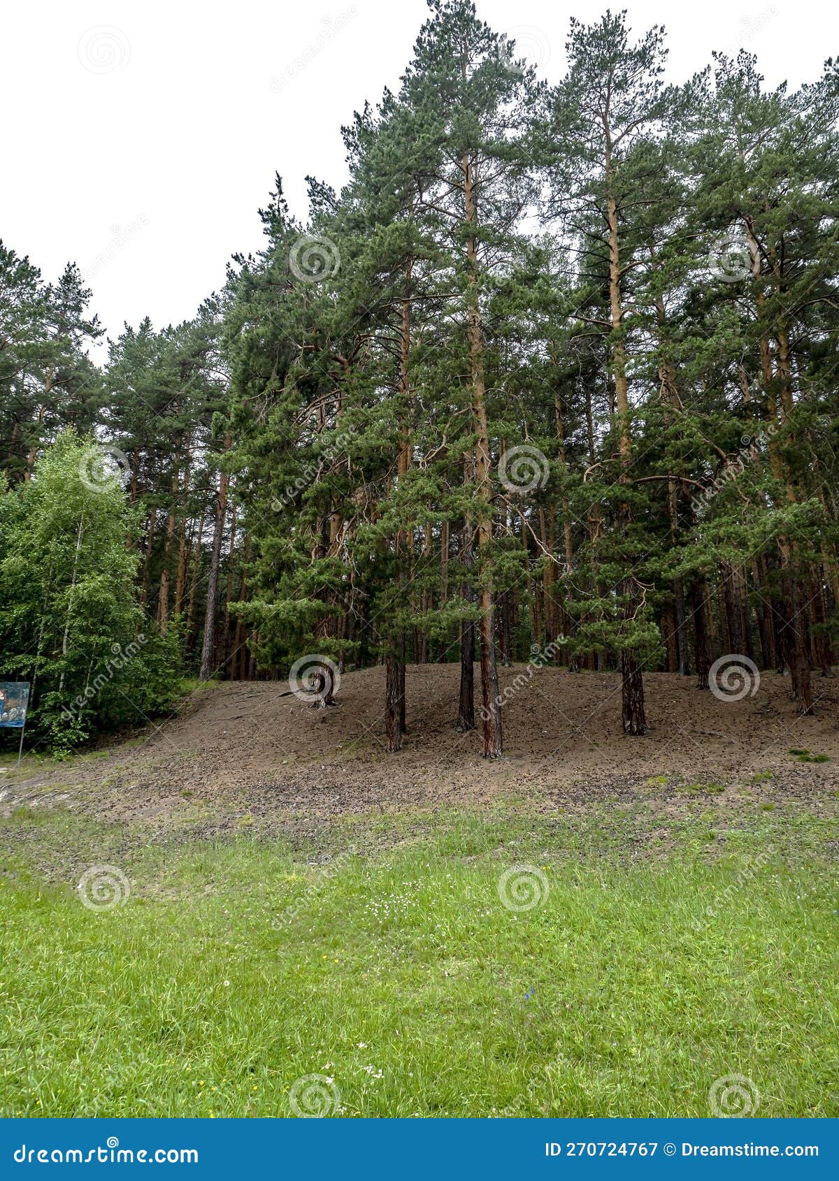Large Forest Wasp Walking On The Ground. Vespa Crabro A Dangerous ...