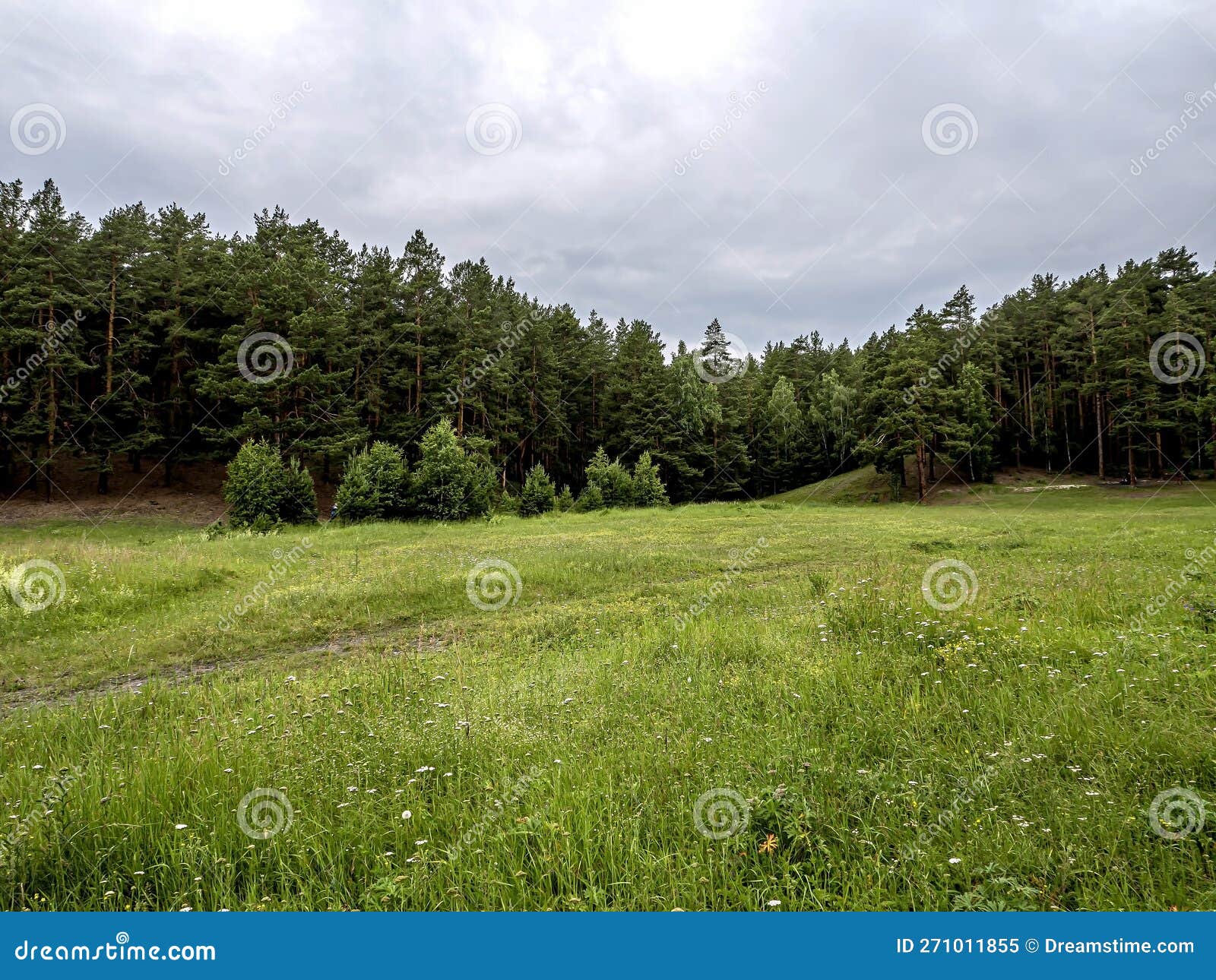 Large Forest Wasp Walking On The Ground. Vespa Crabro A Dangerous ...