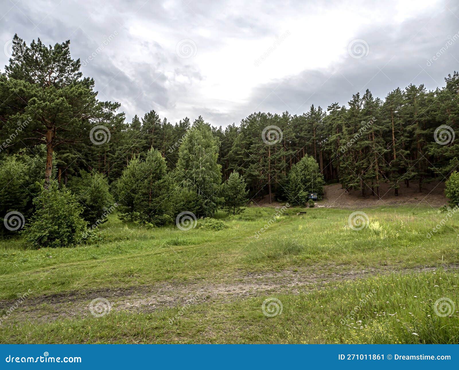 Large Forest Wasp Walking On The Ground. Vespa Crabro A Dangerous ...