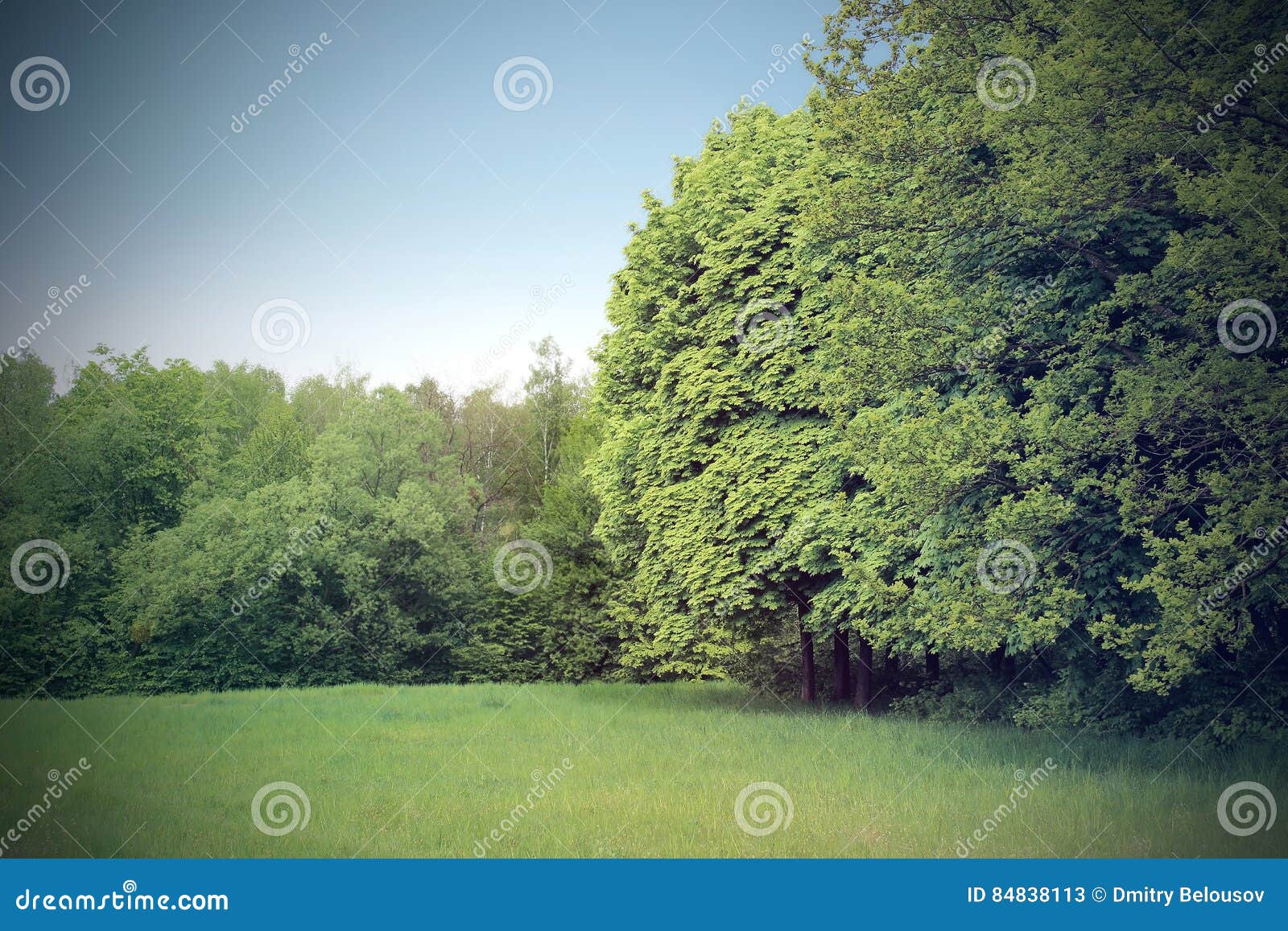 Green Clearing in the Woods Stock Image - Image of green, inspiration ...