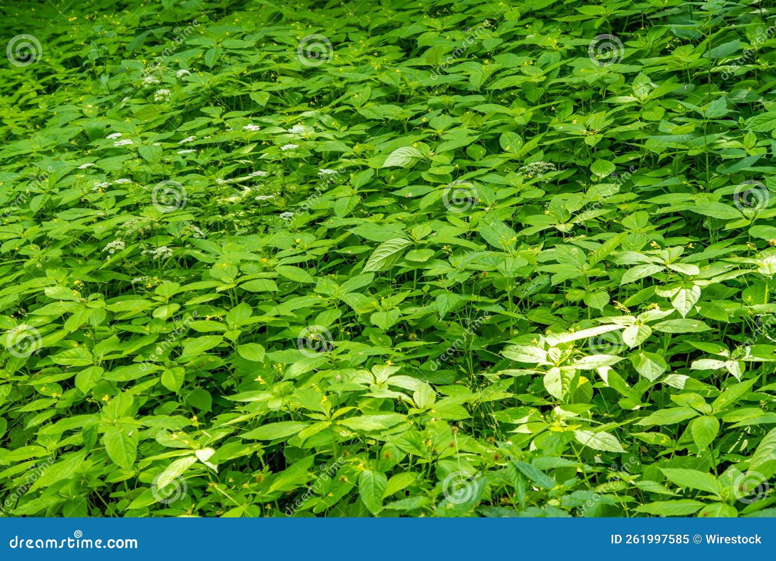 Green Clearweed (pilea Pumila) in the Forest Stock Image - Image of ...