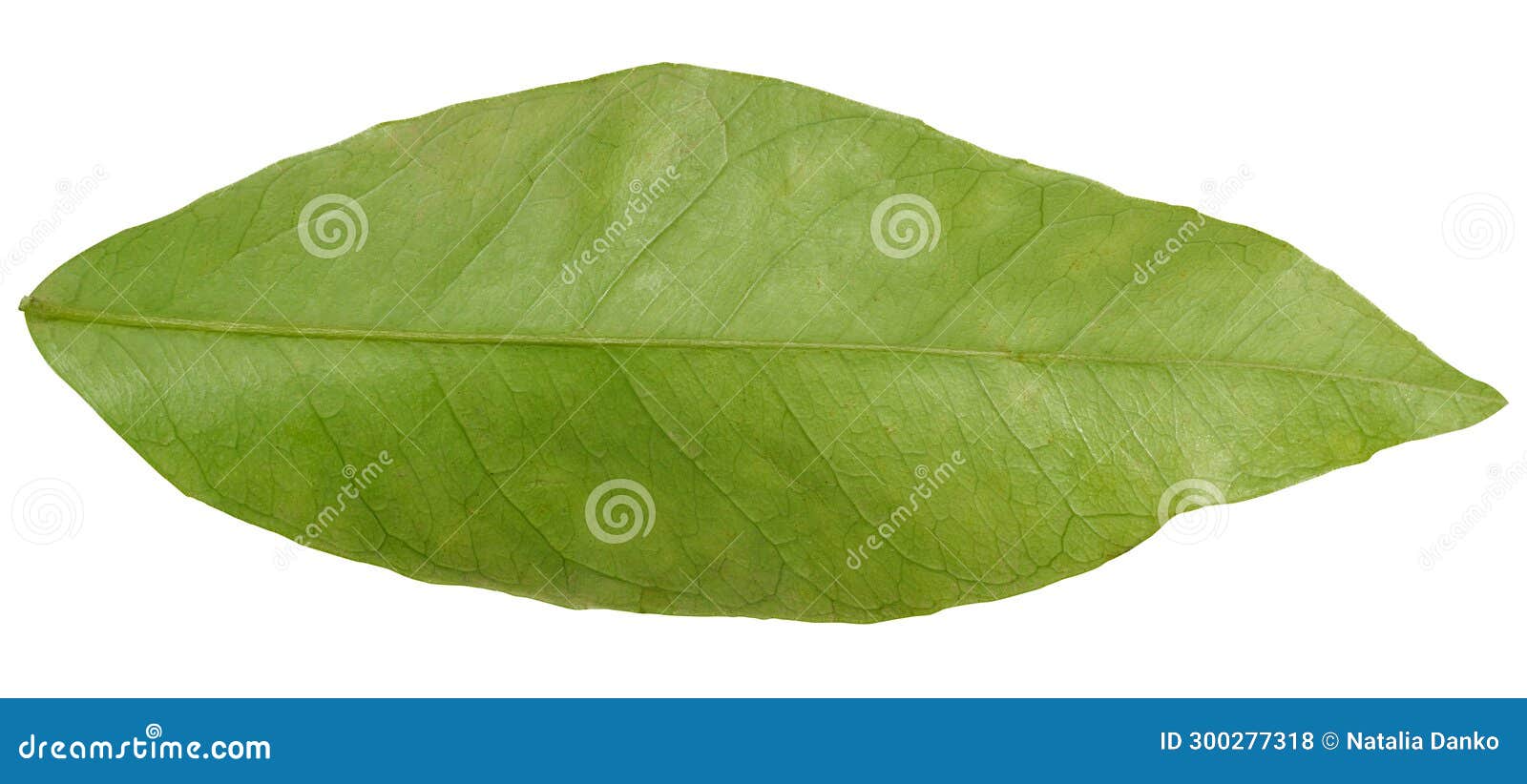 A Green Clementine Leaf on a White Isolated Background Stock Photo ...