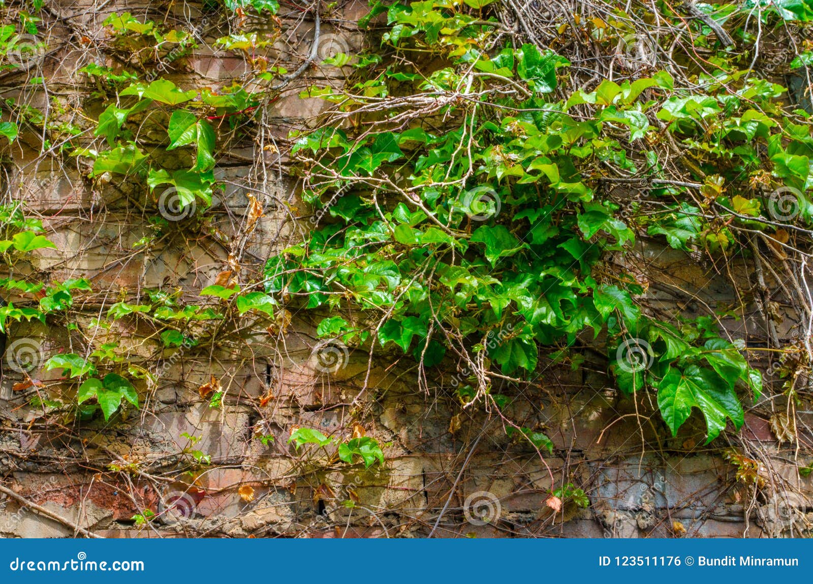 Climber Plants Stock Photo | CartoonDealer.com #182452632