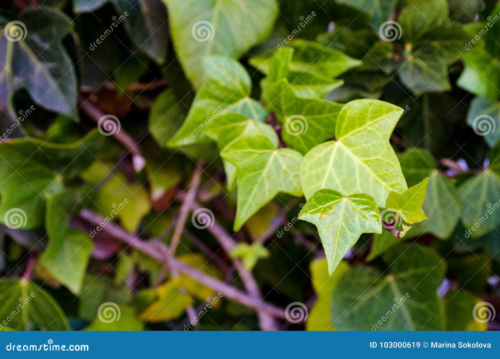 Green ivy stock image. Image of full, botany, bordered - 103000619