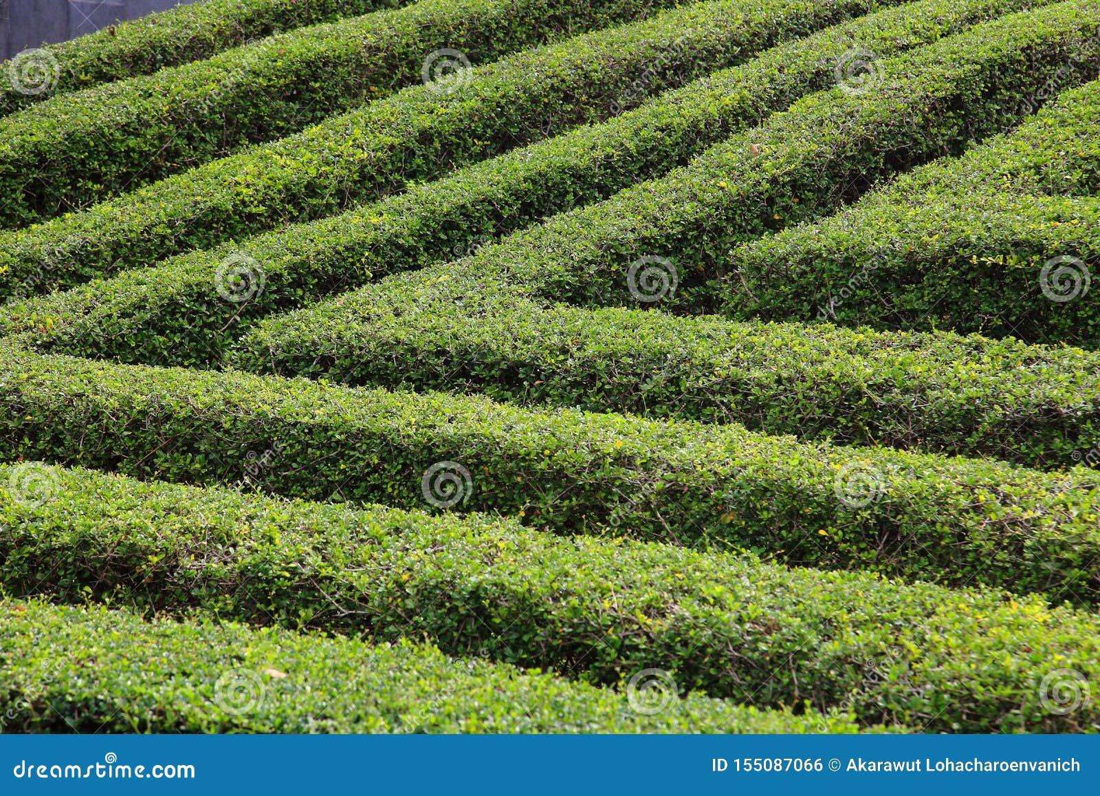 Green Clipped Box Hedging Topiary for Formal Garden Wall and Maze Stock ...