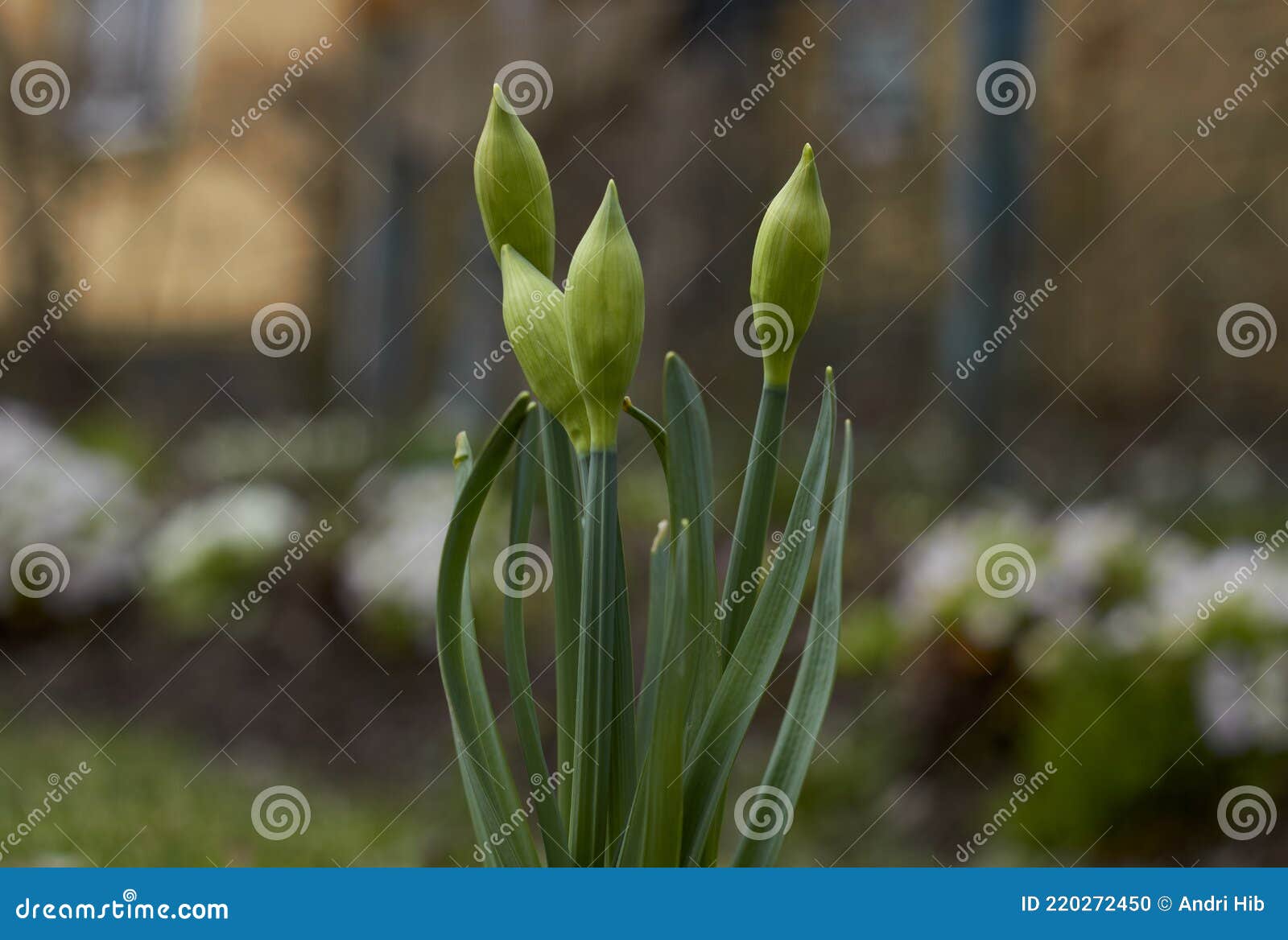 Green Closed Flower Bud. Spring Time of Year. Stock Photo - Image of ...