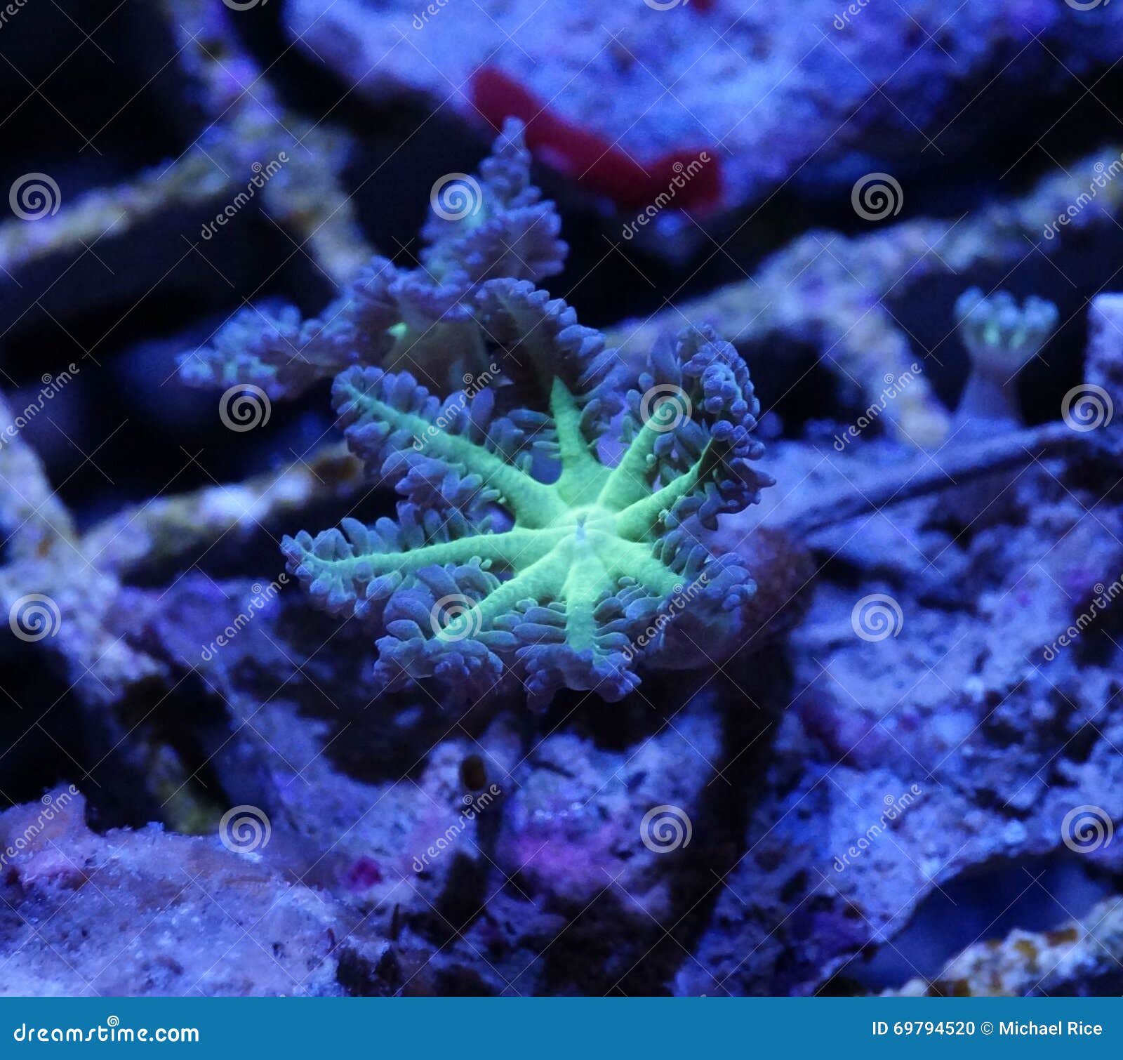 Green Clove Polyp Coral stock photo. Image of reef, underwater - 69794520