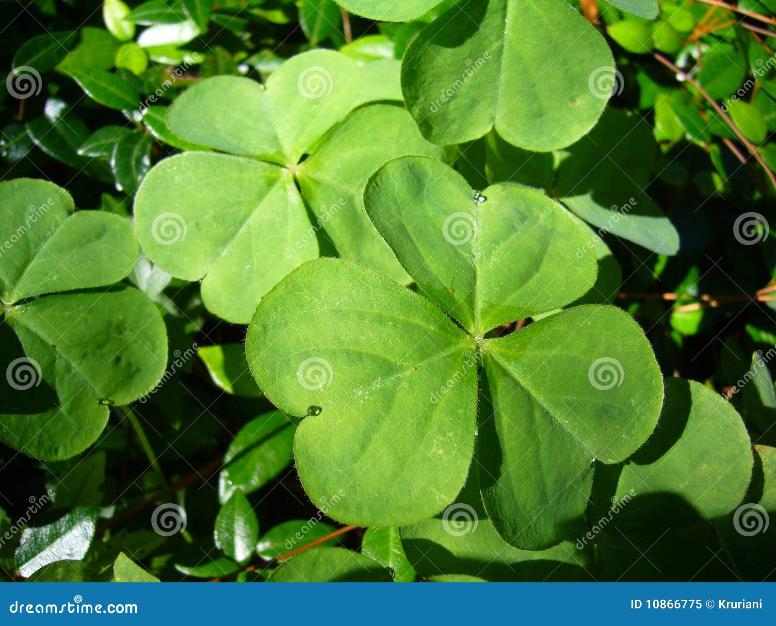 Green Clover stock image. Image of biological, color - 10866775