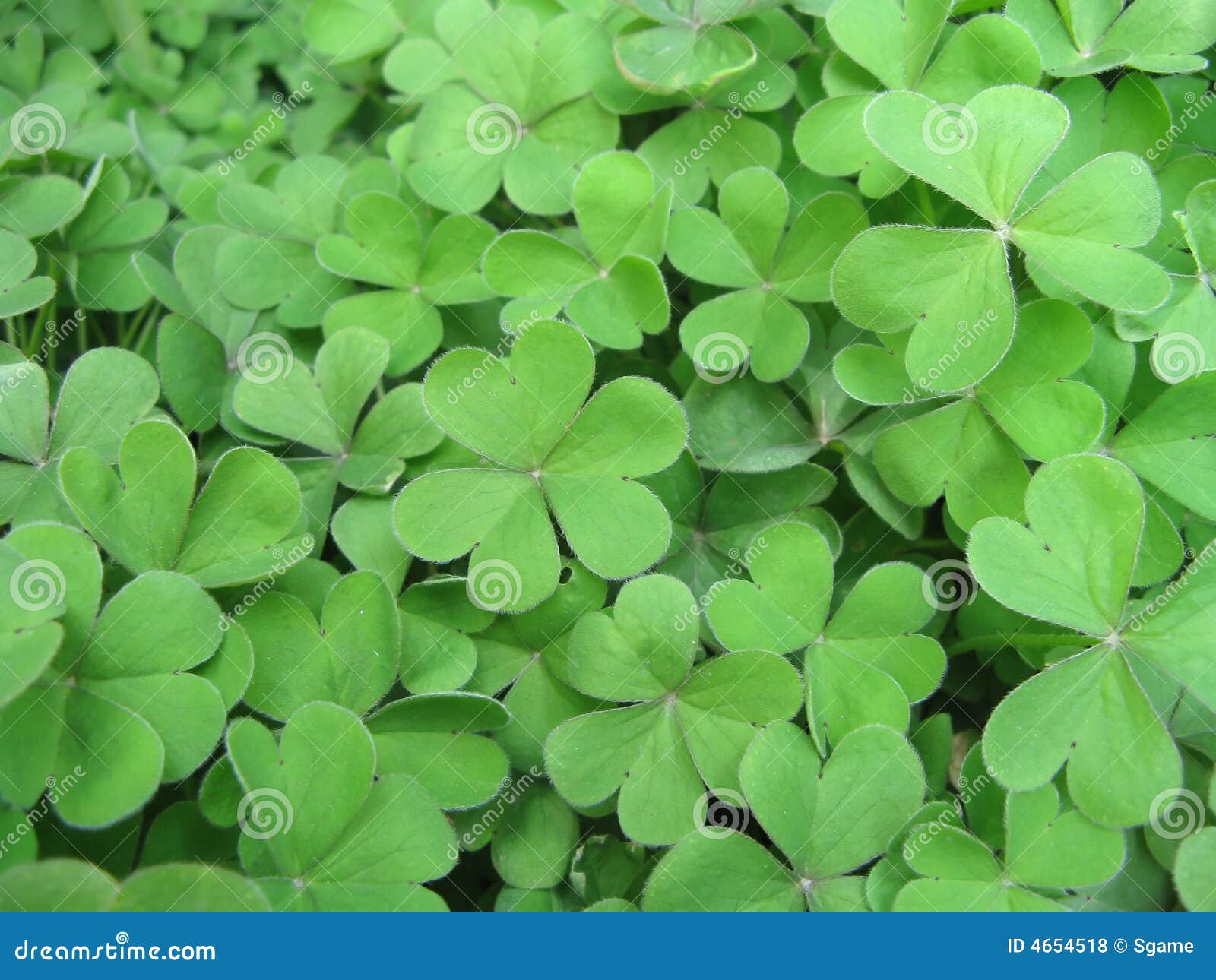 Green Clover Leaves Covered With Ice Stock Image | CartoonDealer.com ...