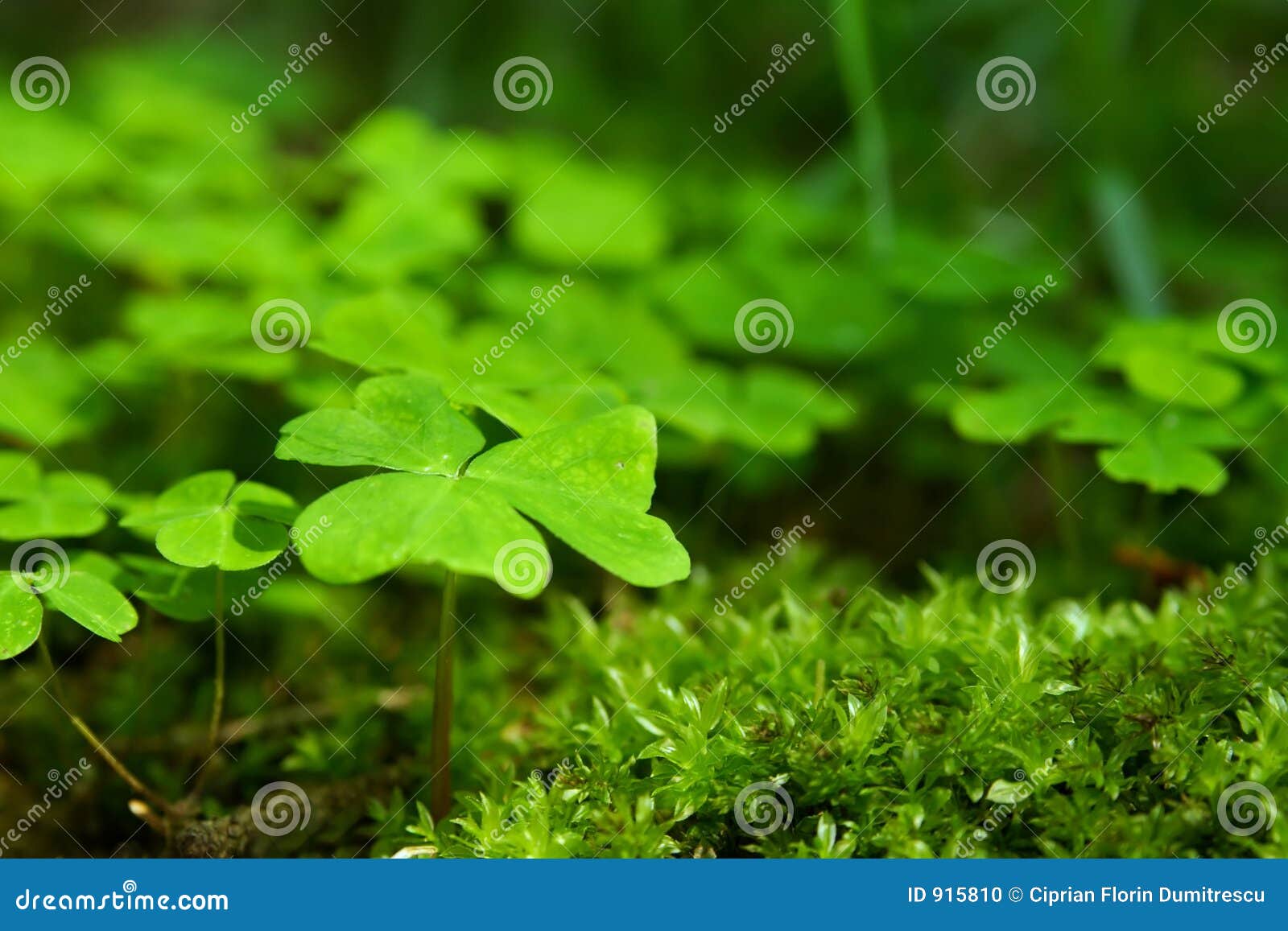 Green clover stock photo. Image of forest, nature, macro - 915810