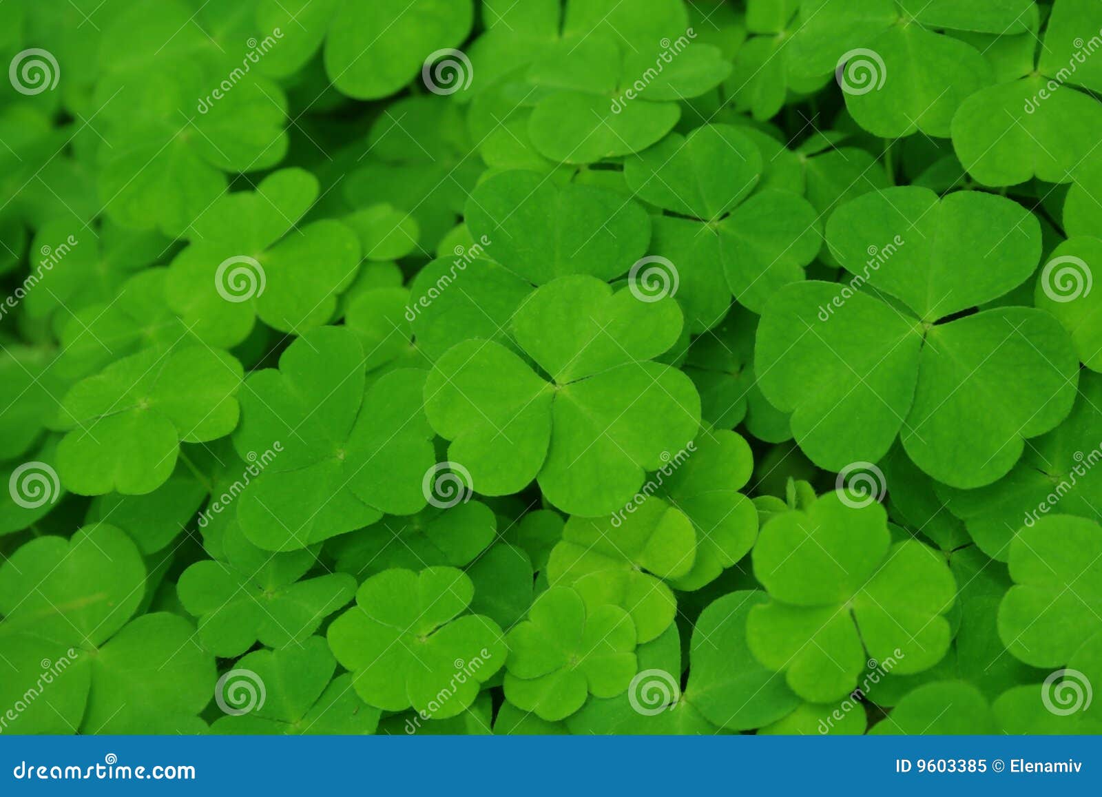 Green clover. stock image. Image of horizontal, foliage - 9603385