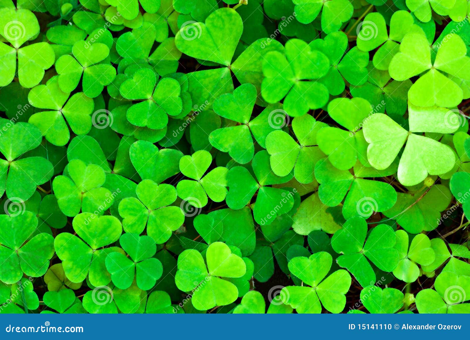 Green clover background stock photo. Image of growth - 15141110
