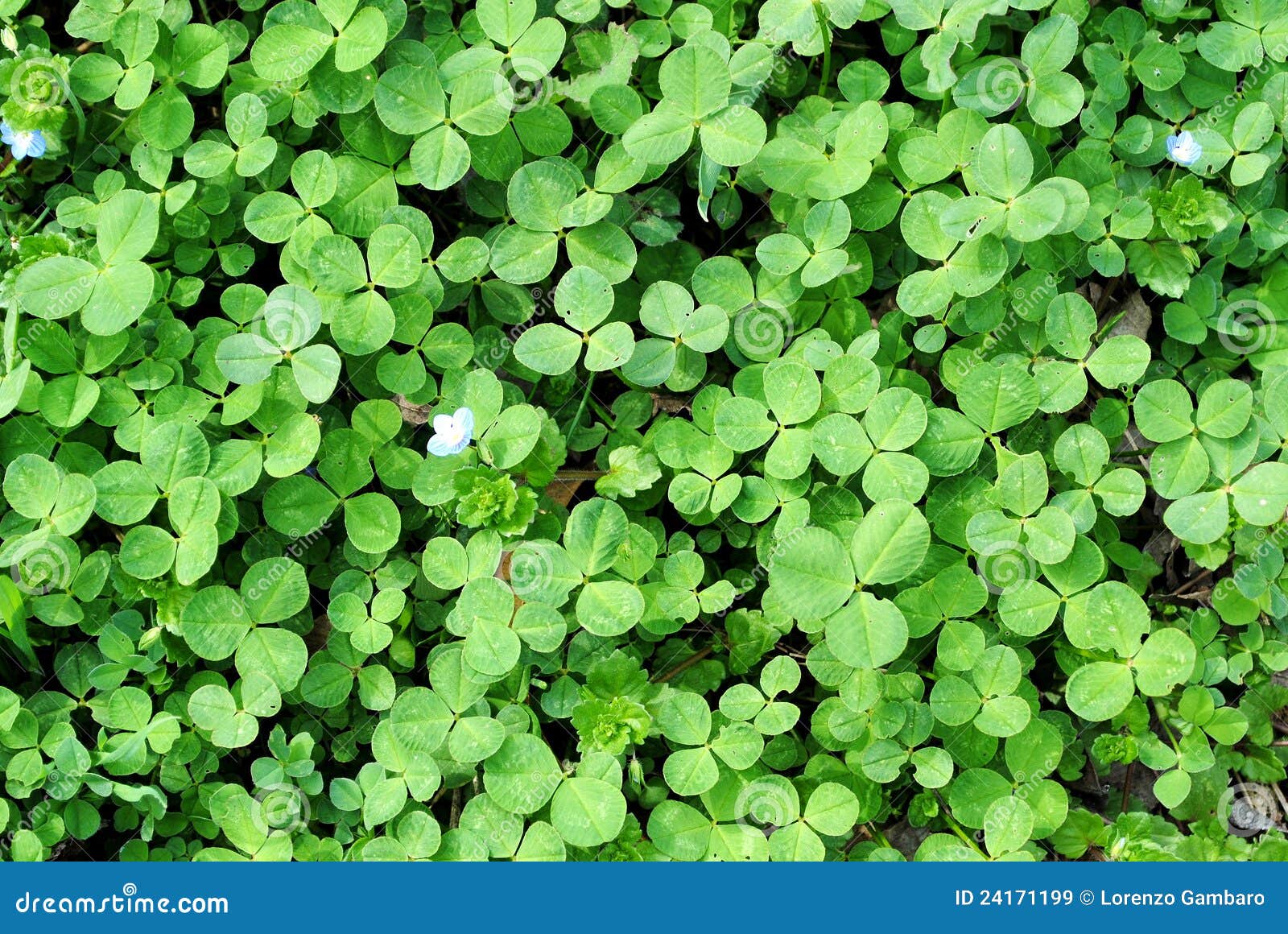 Green clover background stock image. Image of texture - 24171199