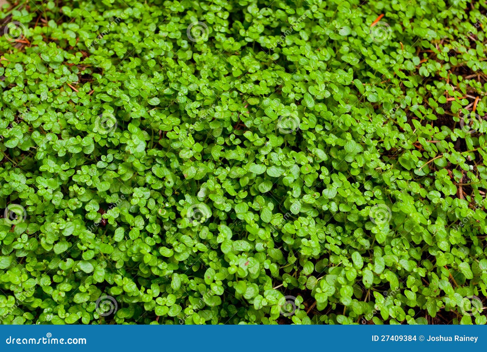 Green Clover Background stock photo. Image of outside - 27409384