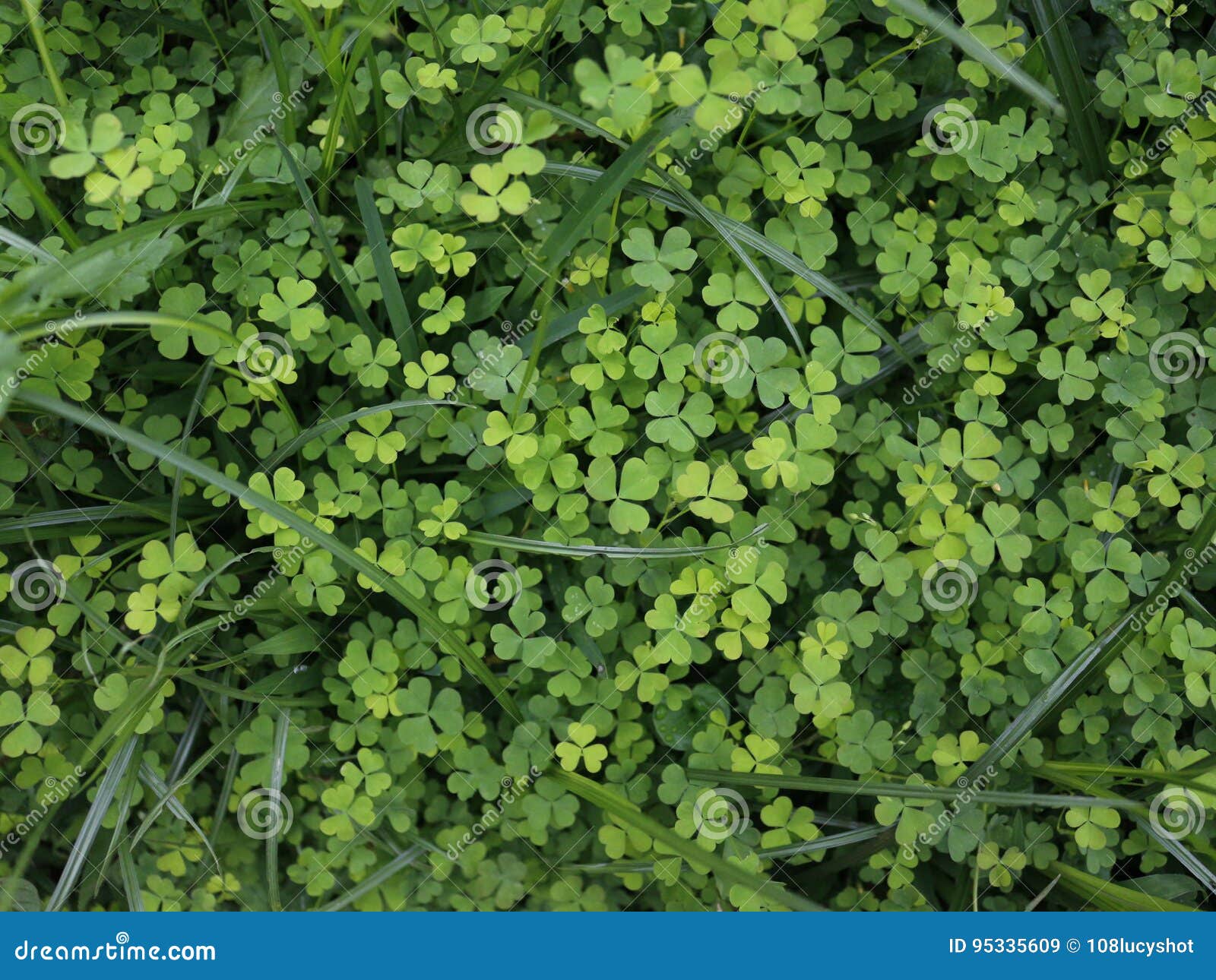 Green Clover background stock image. Image of garden - 95335609